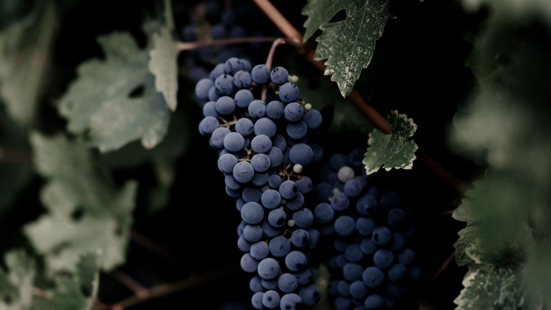 Download wallpaper 1920x1080 grapes, bunch, leaves, branches, macro ...