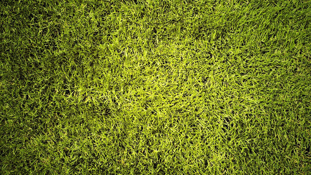 Wallpaper lawn, grass, greenery, texture, green hd, picture, image