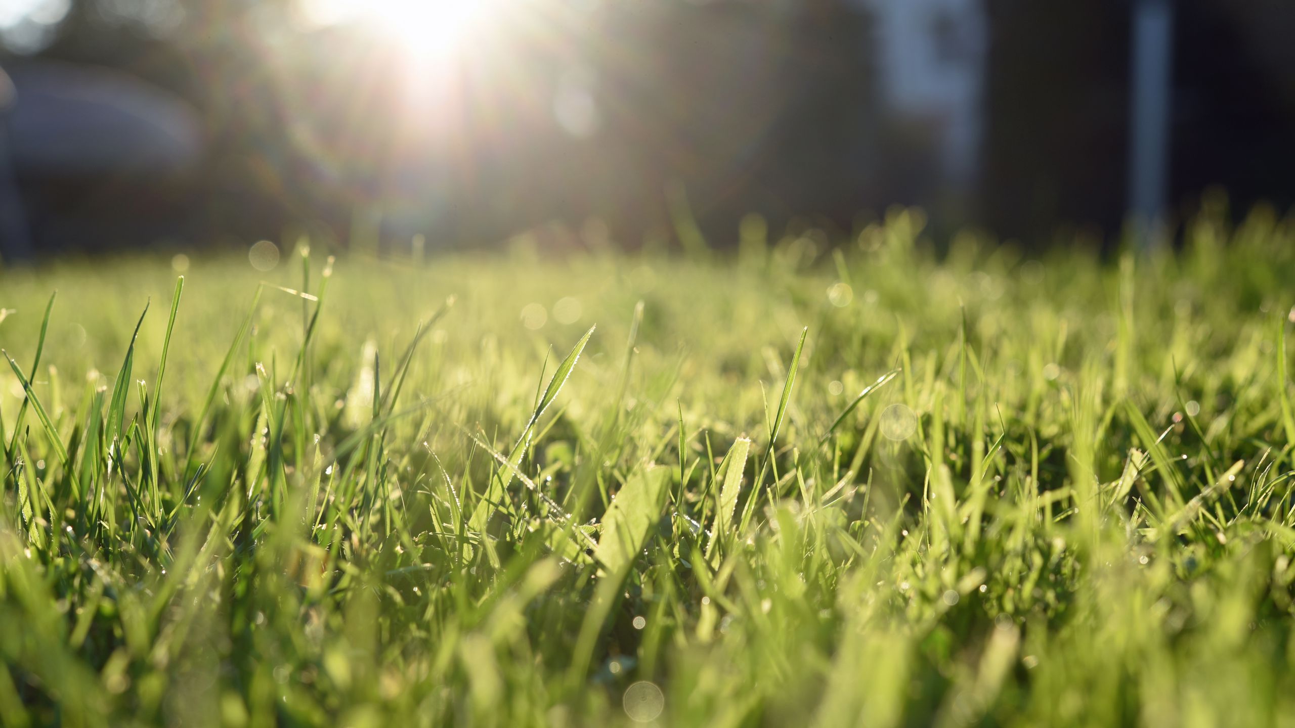 Download wallpaper 2560x1440 grass, lawn, light, blur widescreen 16:9 ...