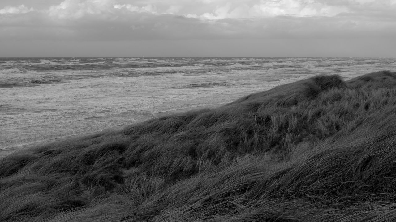 Wallpaper grass, sea, coast, bw, landscape hd, picture, image