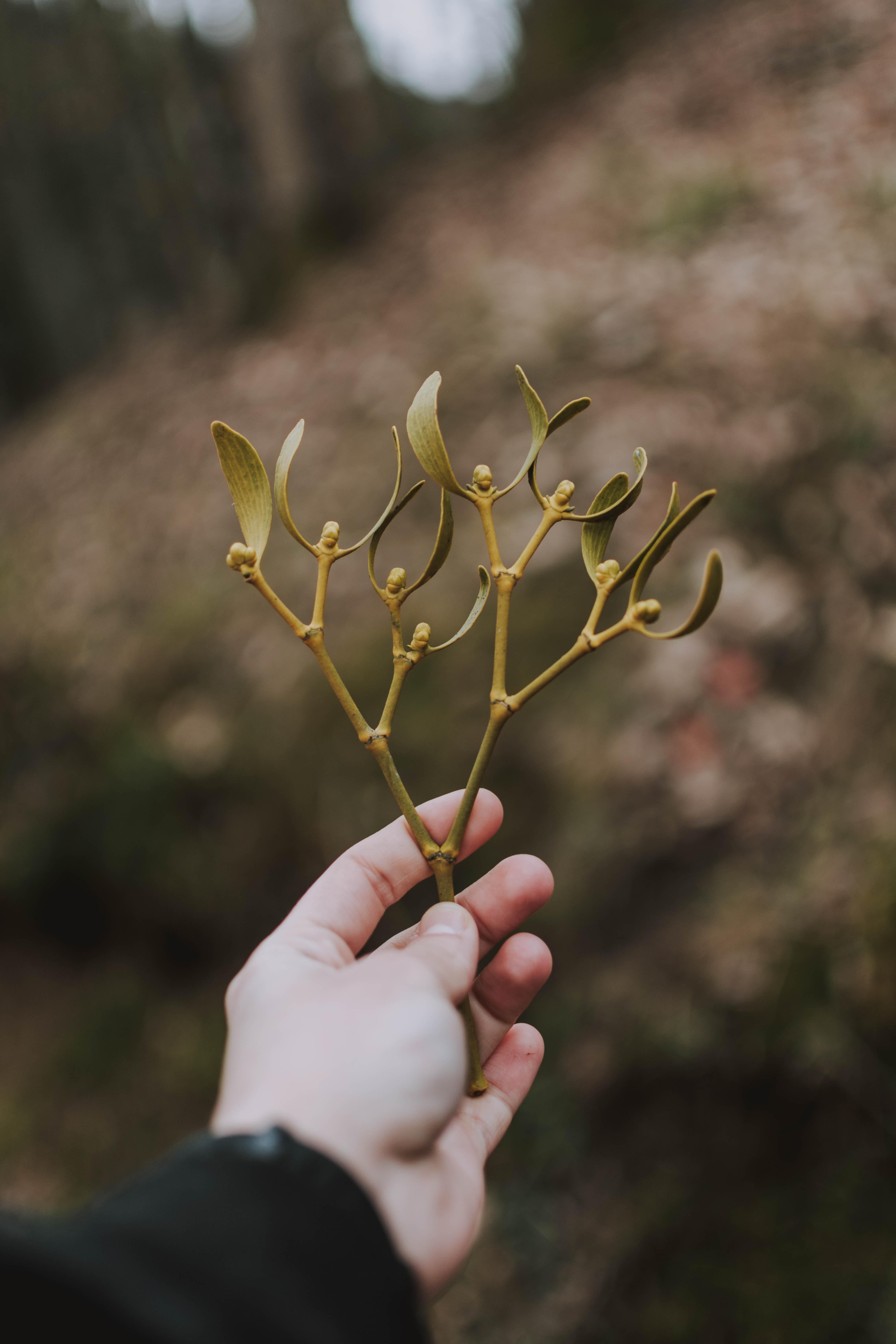 Download wallpaper 4000x6000 hand, branch, leaves, stem hd background