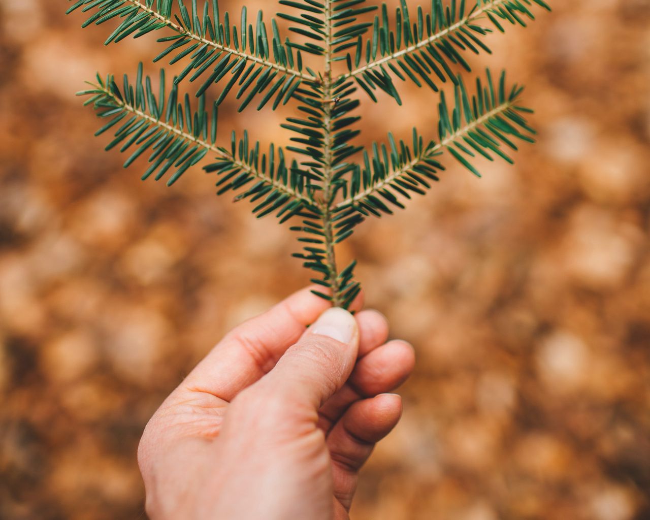 Download wallpaper 1280x1024 hand, needles, branch standard 5:4 hd ...
