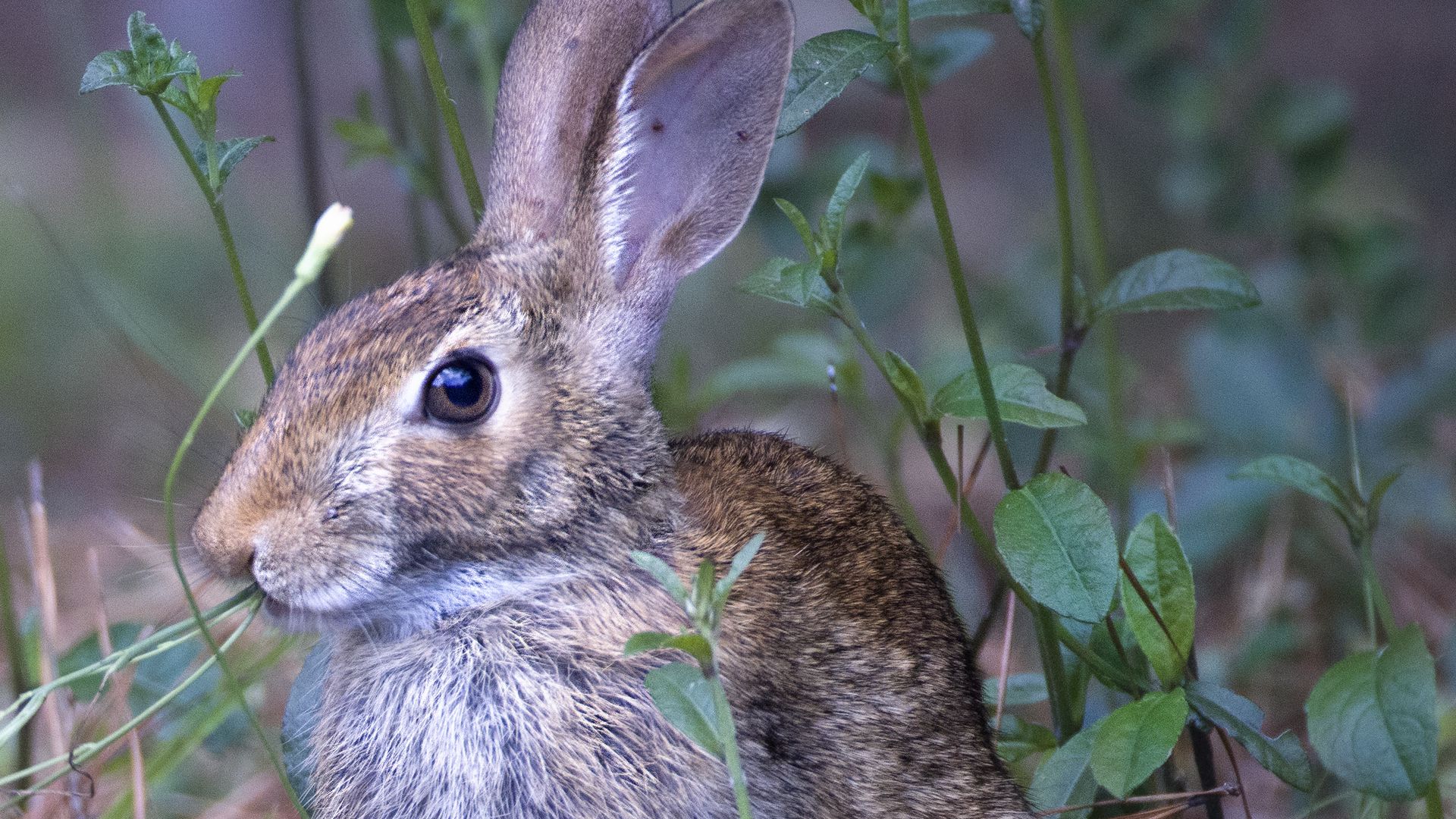 Download wallpaper 1920x1080 hare, animal, ears, wildlife, grass full ...