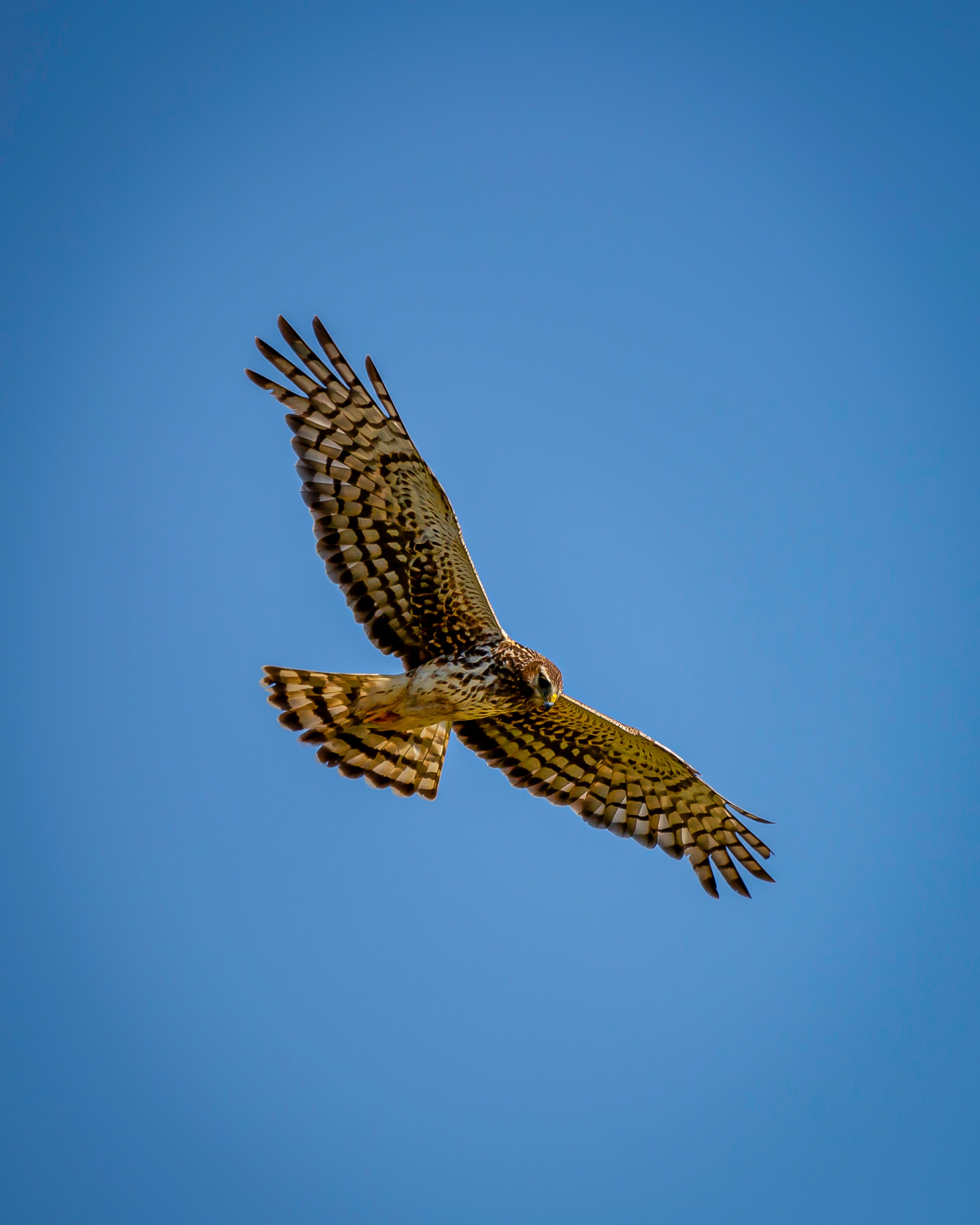 Download wallpaper 2793x3491 harrier, bird, predator, wings, flight hd ...
