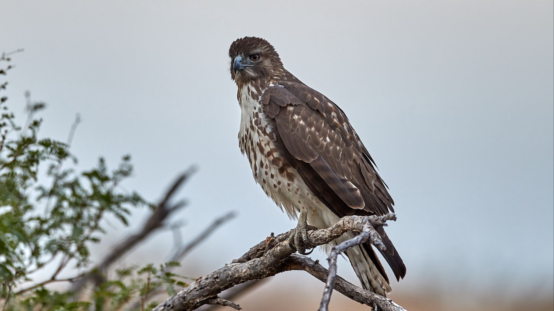 Download wallpaper 1920x1080 hawk, bird, branch, predator, wildlife ...