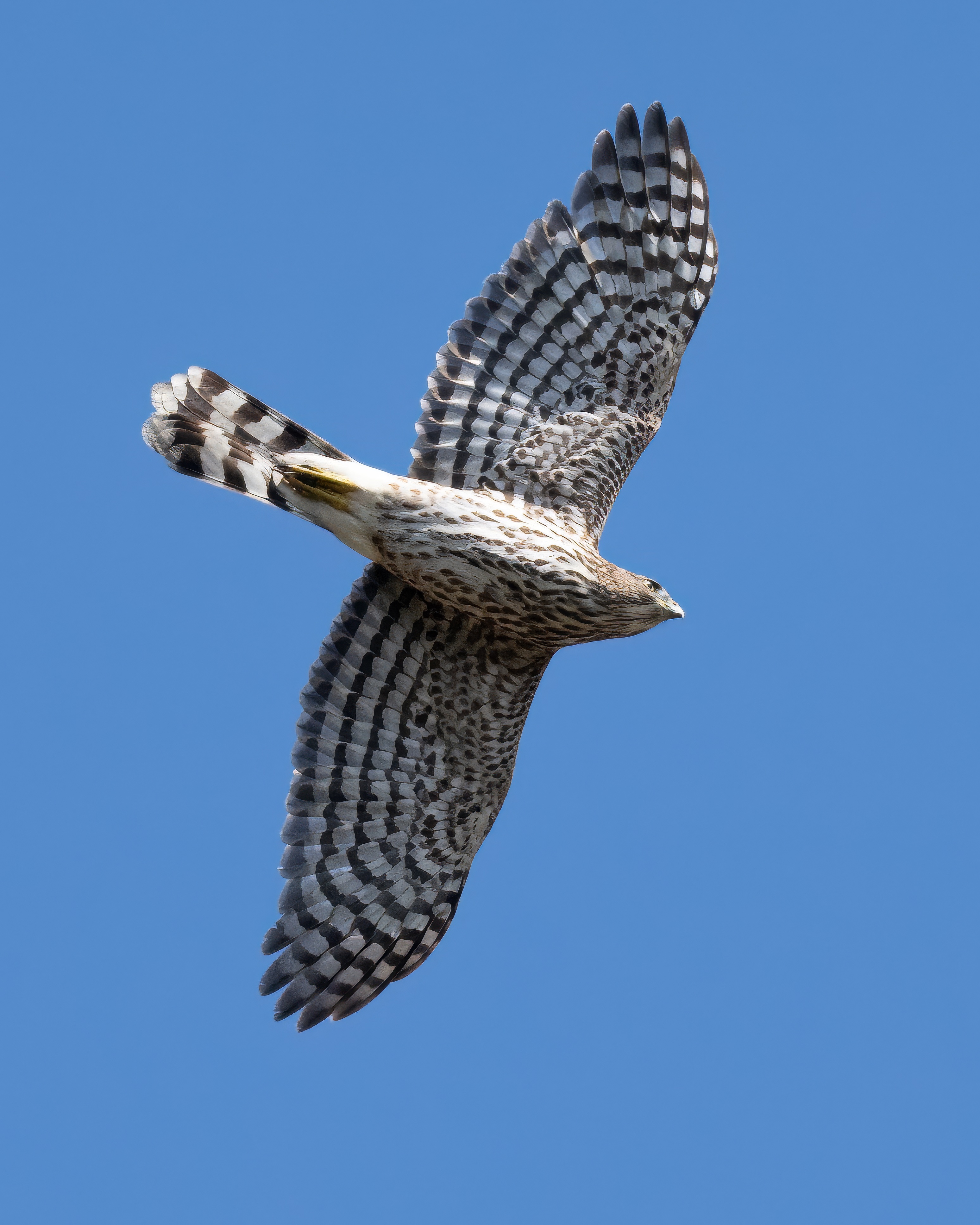 Download wallpaper 3096x3871 hawk, bird, predator, wings, flight, sky ...