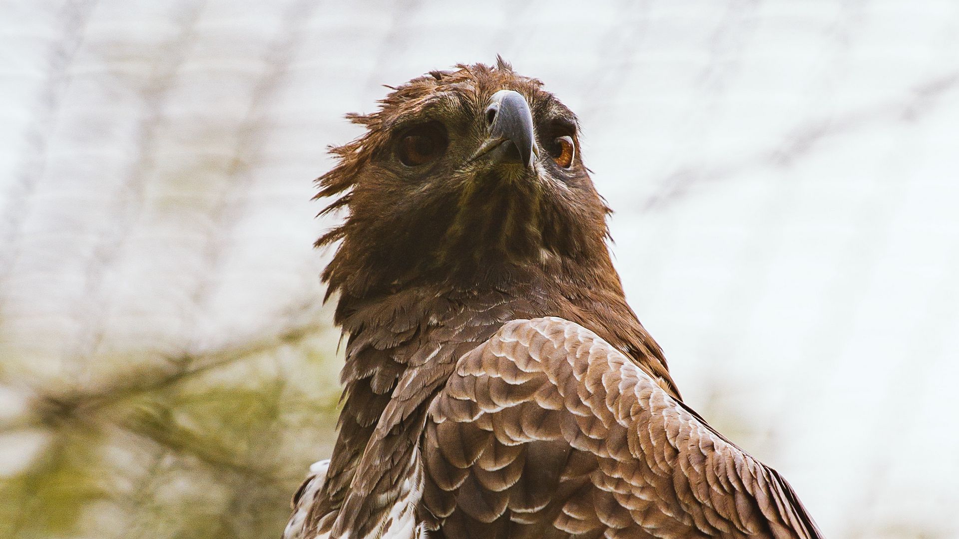 Download wallpaper 1920x1080 hawk, bird, predator, brown full hd, hdtv ...