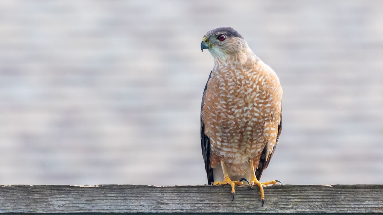 Wallpaper hawk, bird, predator, glance hd, picture, image