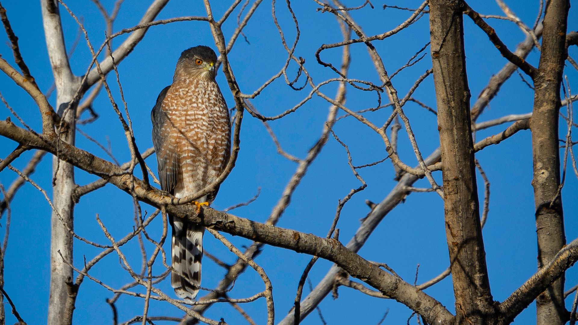 Download wallpaper 1920x1080 hawk, bird, predator, tree full hd, hdtv ...
