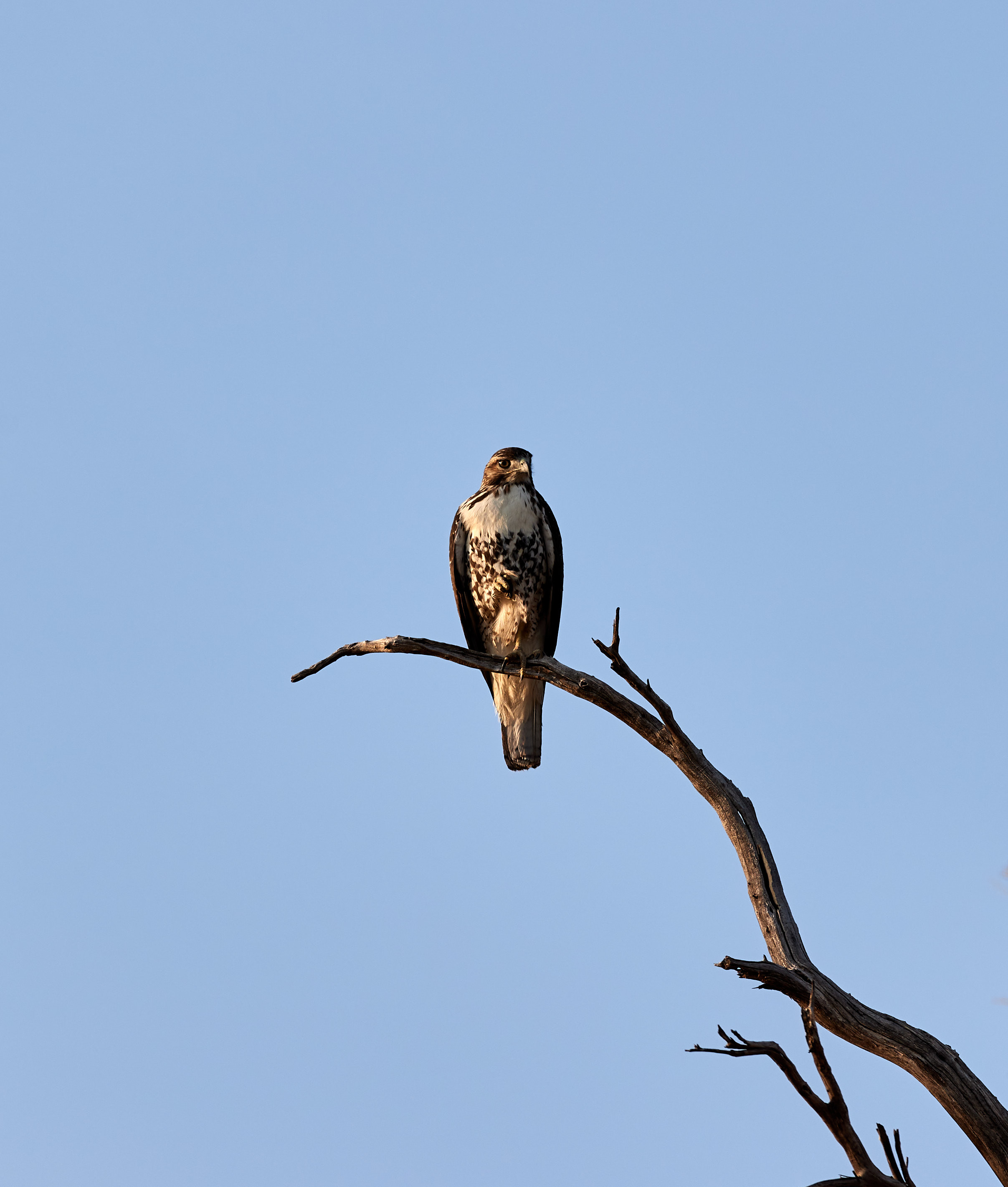 Download wallpaper 2414x2842 hawk, bird, predator, branch, sky hd ...