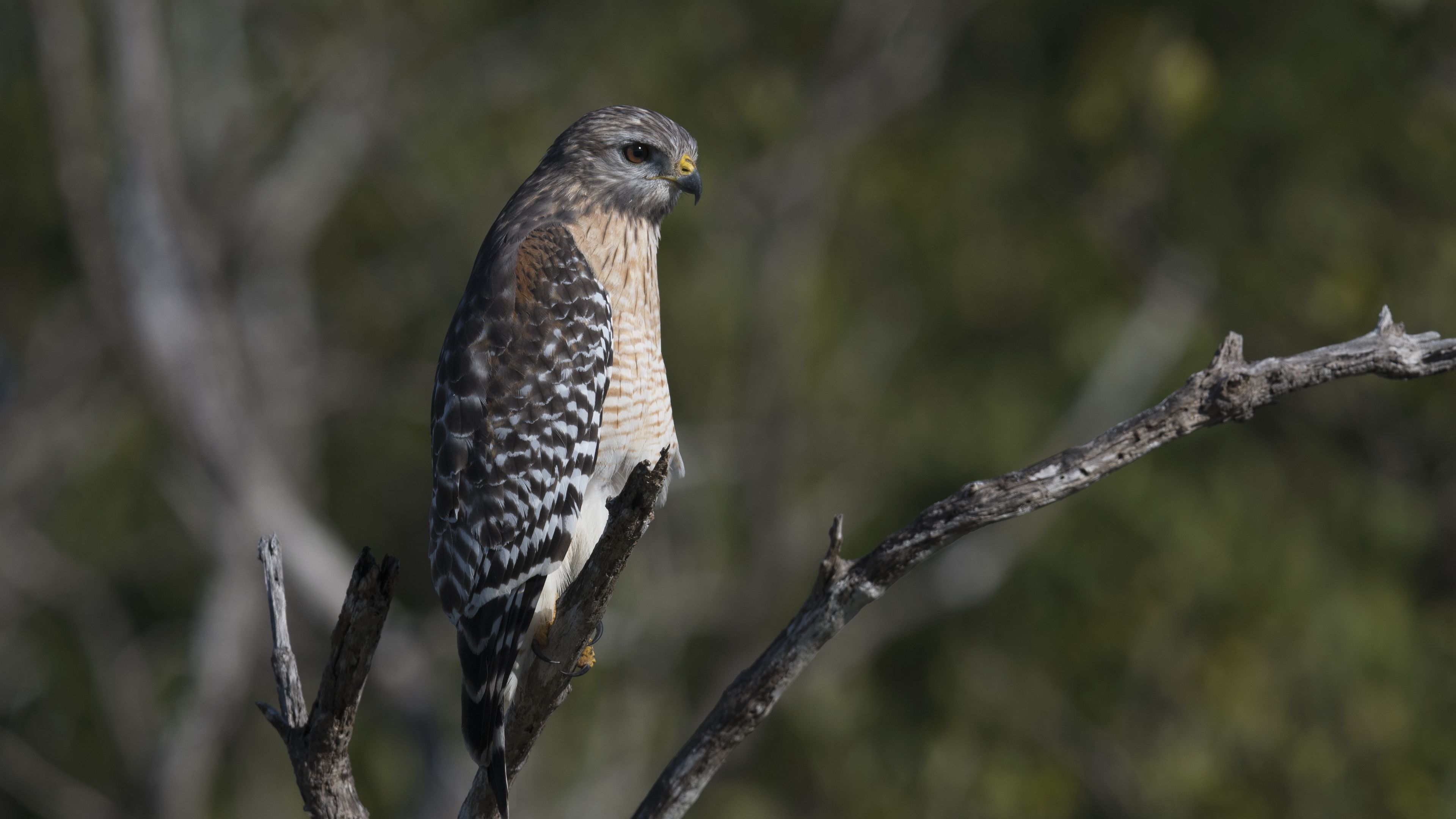 Download wallpaper 3840x2160 falcon, bird, predator, branches, wildlife ...