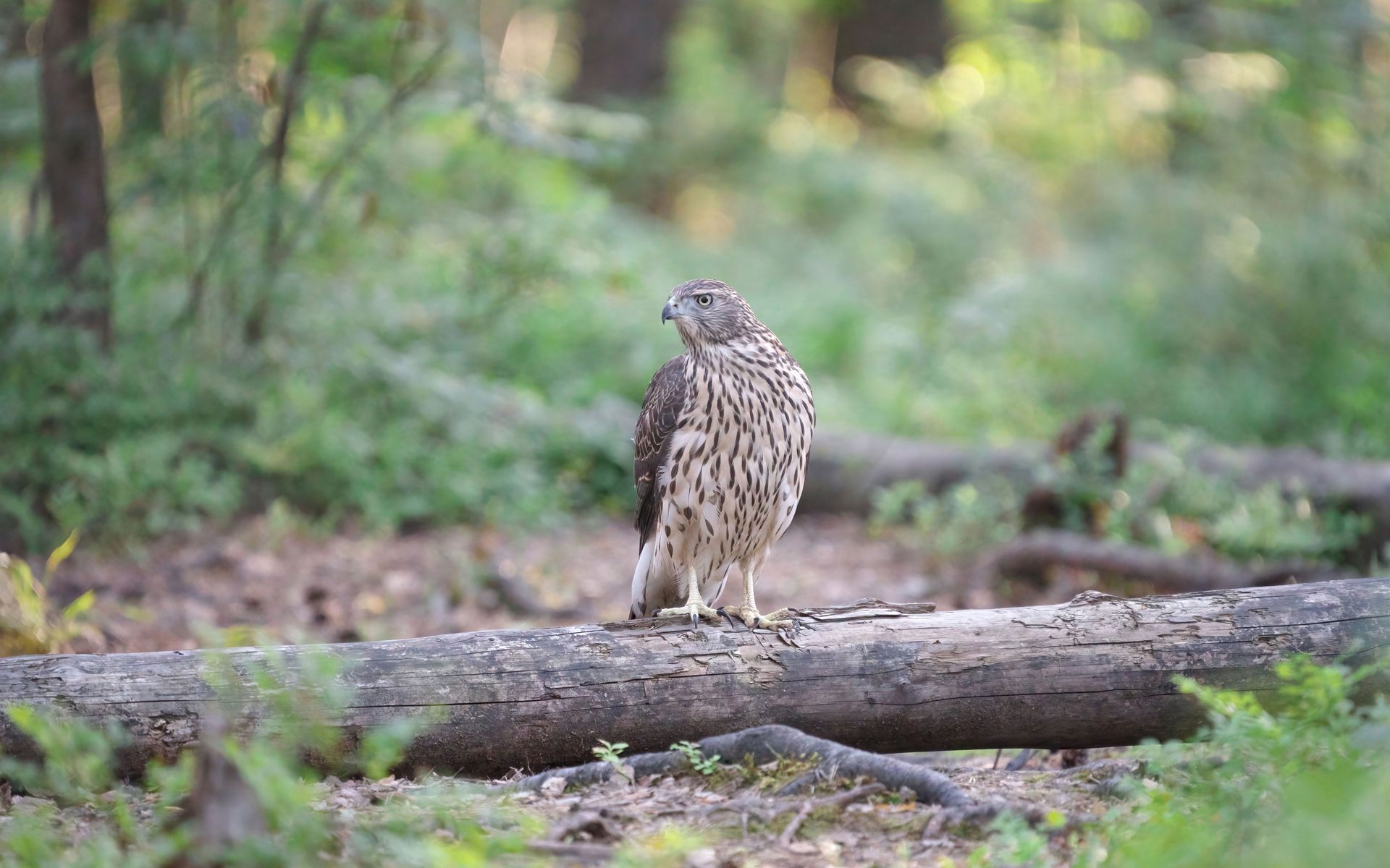 Download wallpaper 1920x1200 hawk, bird, tree, forest, wildlife ...