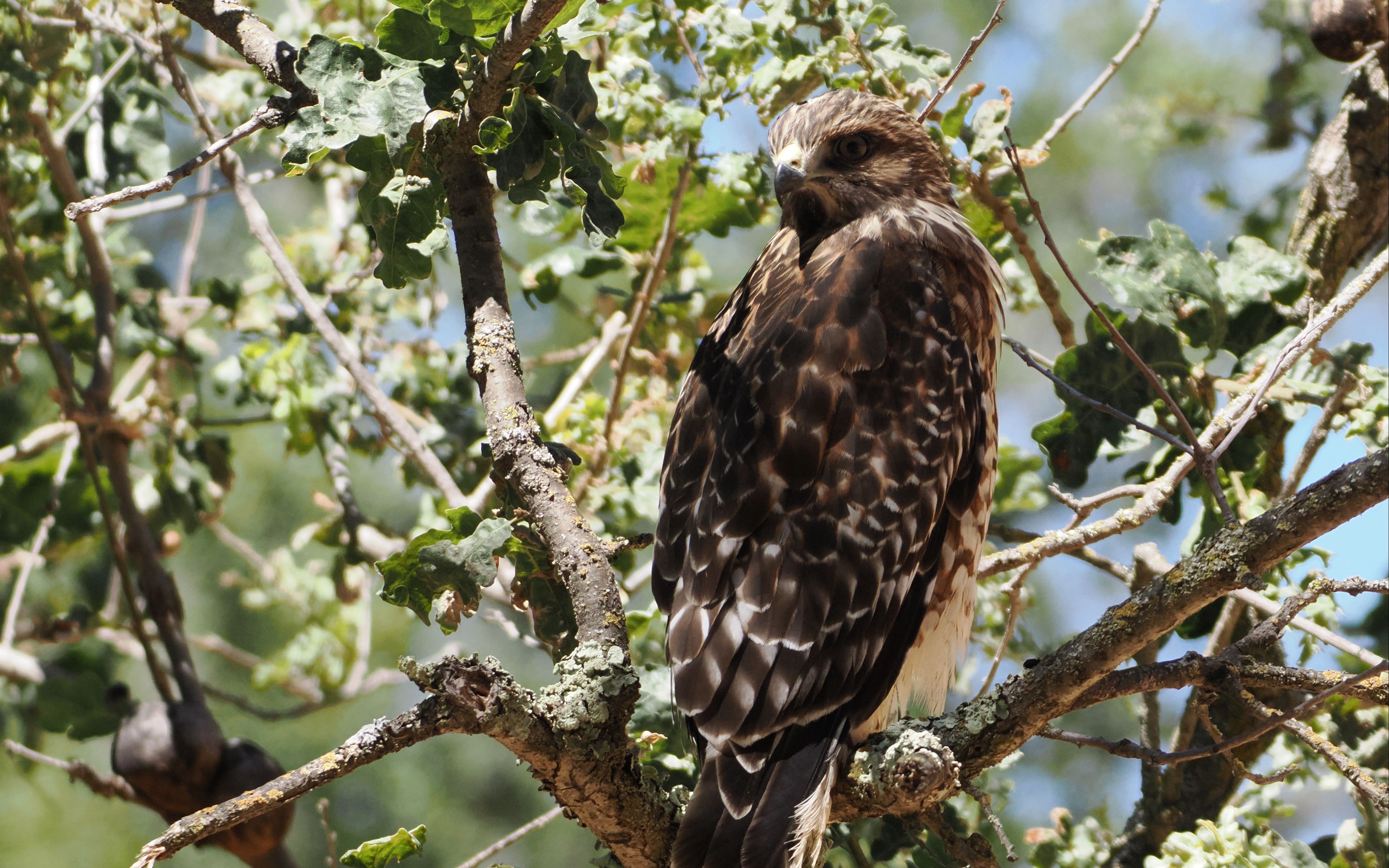 Download wallpaper 3840x2400 hawk, bird, tree, flowers, branches 4k ...