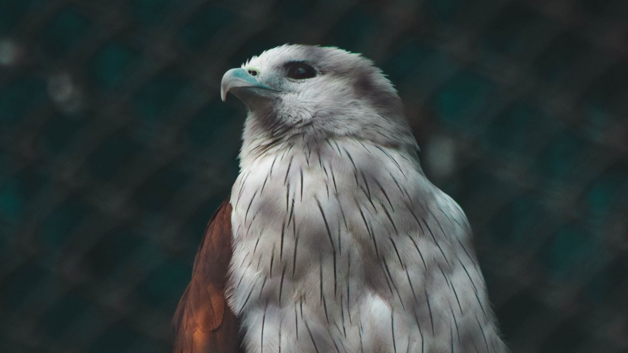 Wallpaper hawk, bird, white, predator hd, picture, image