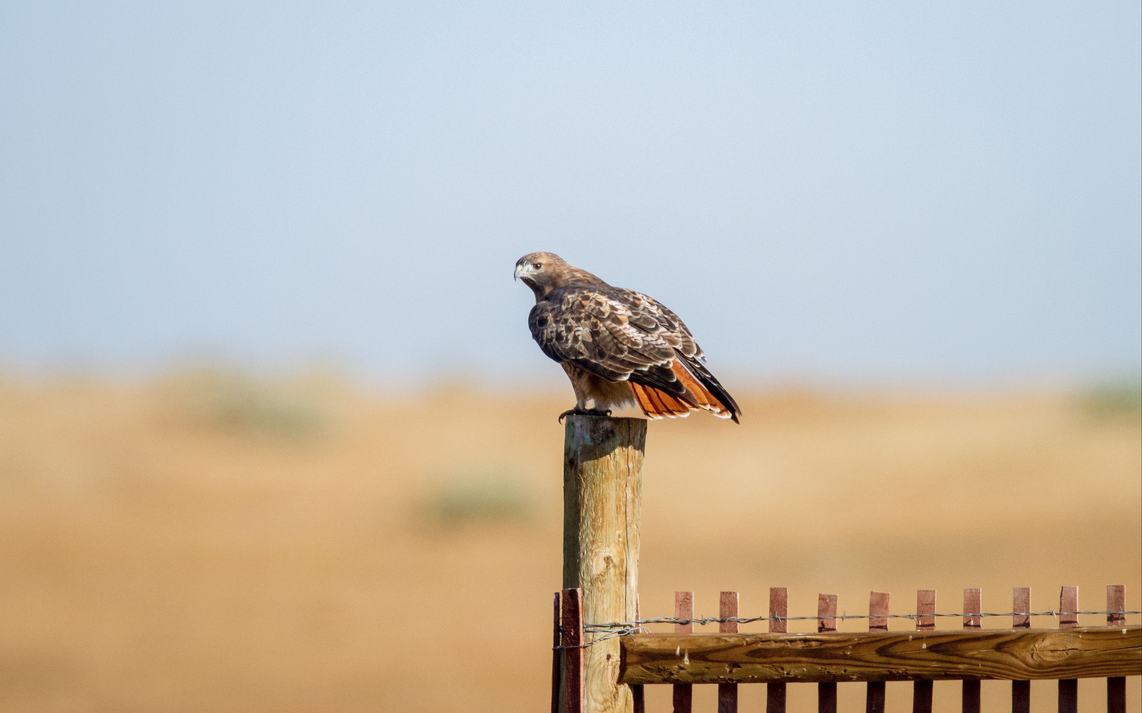 Download wallpaper 3840x2400 hawk, fence, bird, wildlife 4k ultra hd 16 ...