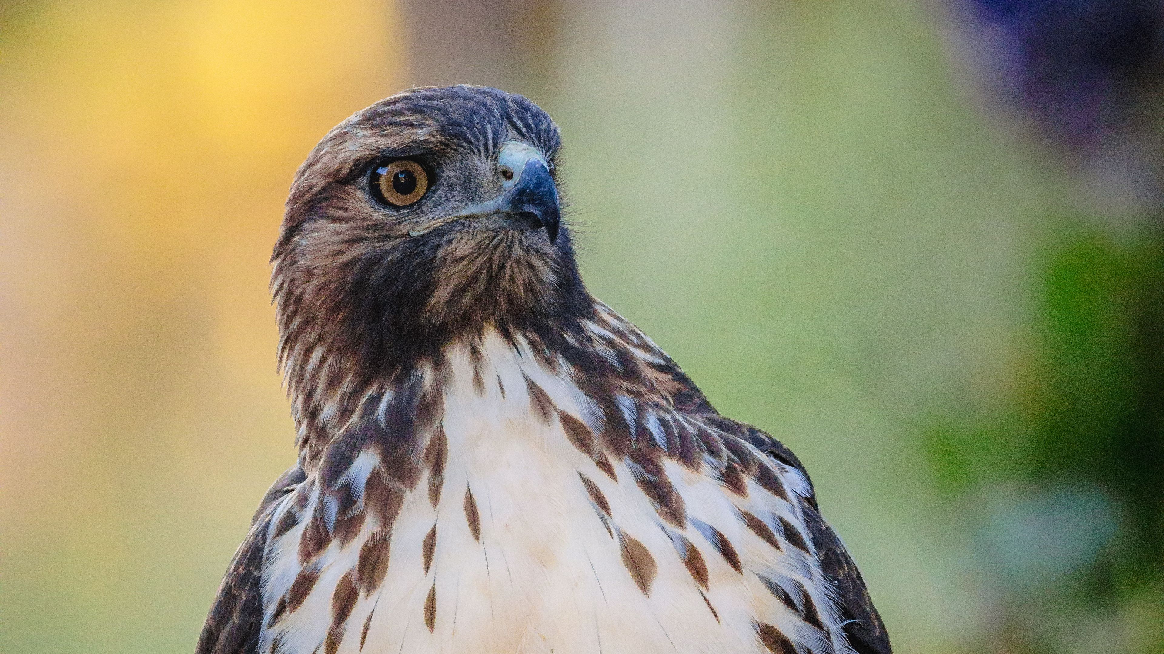 Download wallpaper 3840x2160 hawk, predator, bird, focus 4k uhd 16:9 hd ...