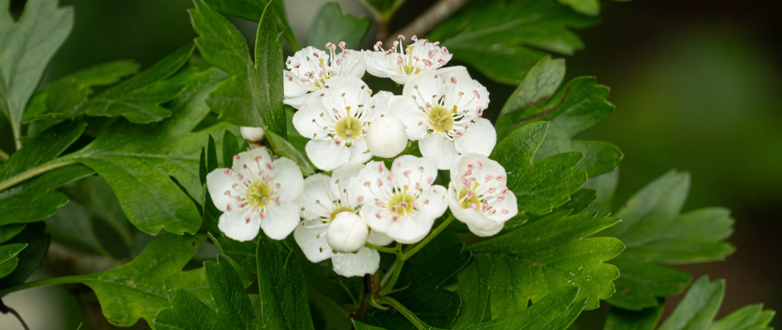 Download wallpaper 2560x1080 hawthorn, flowers, leaves, bush dual wide ...