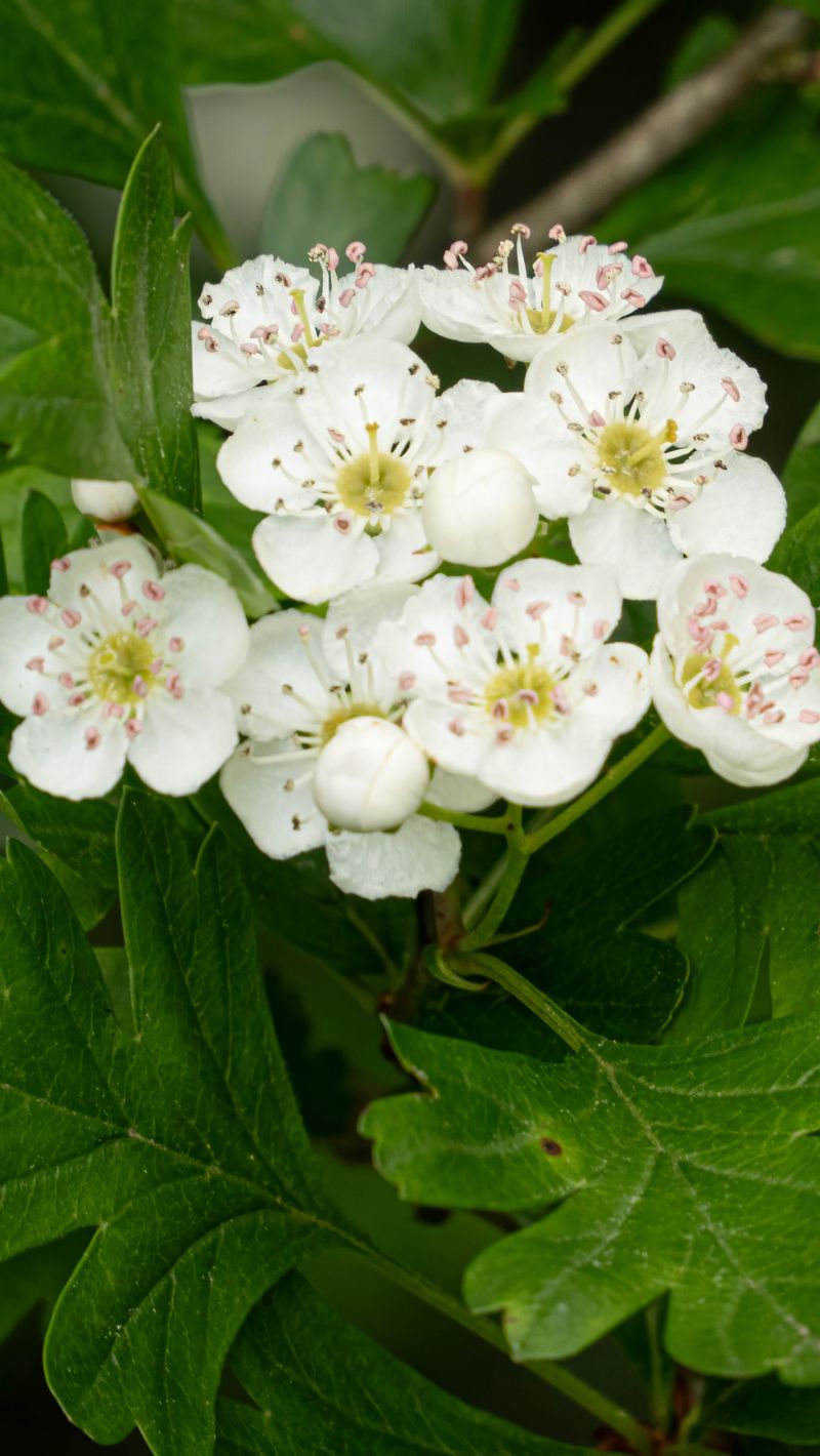 Download wallpaper 800x1420 hawthorn, flowers, leaves, bush iphone se ...