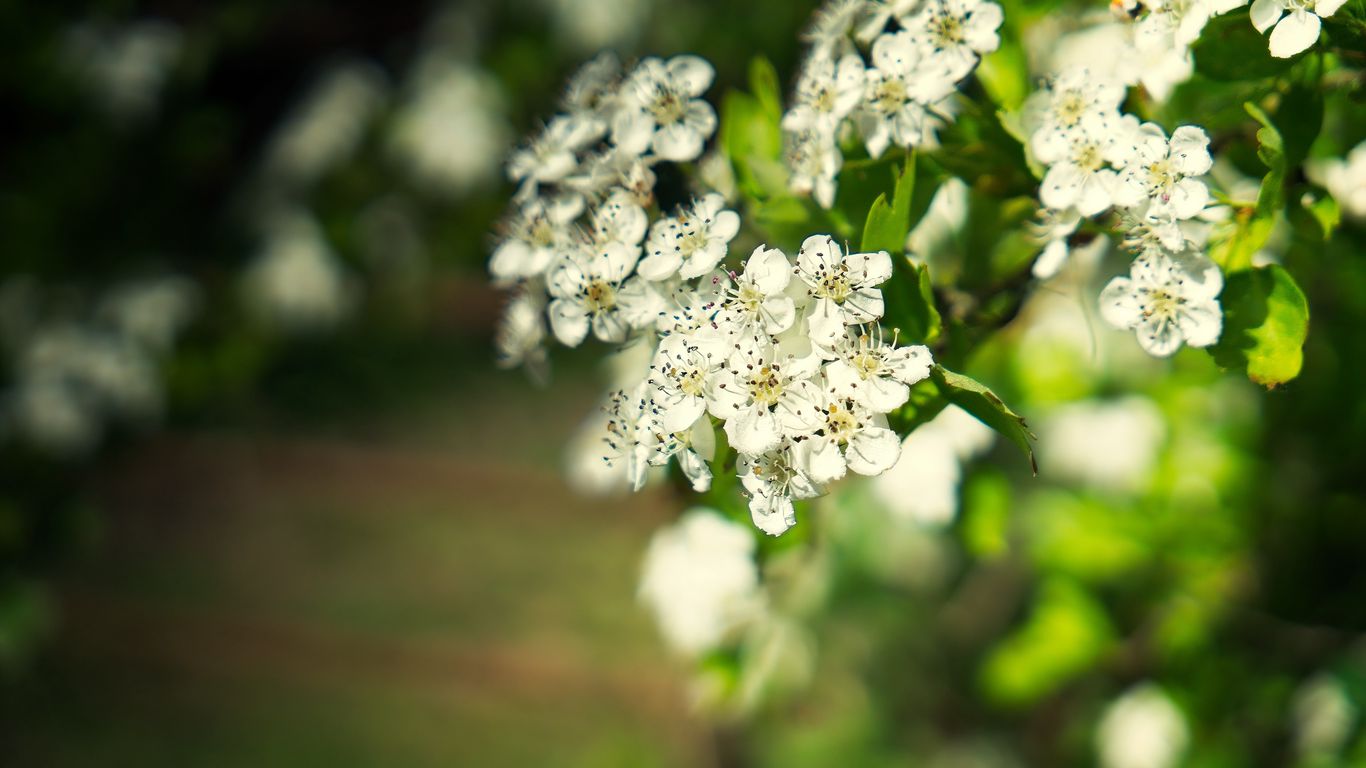 Download wallpaper 1366x768 hawthorn, flowers, petals, leaves, glare ...
