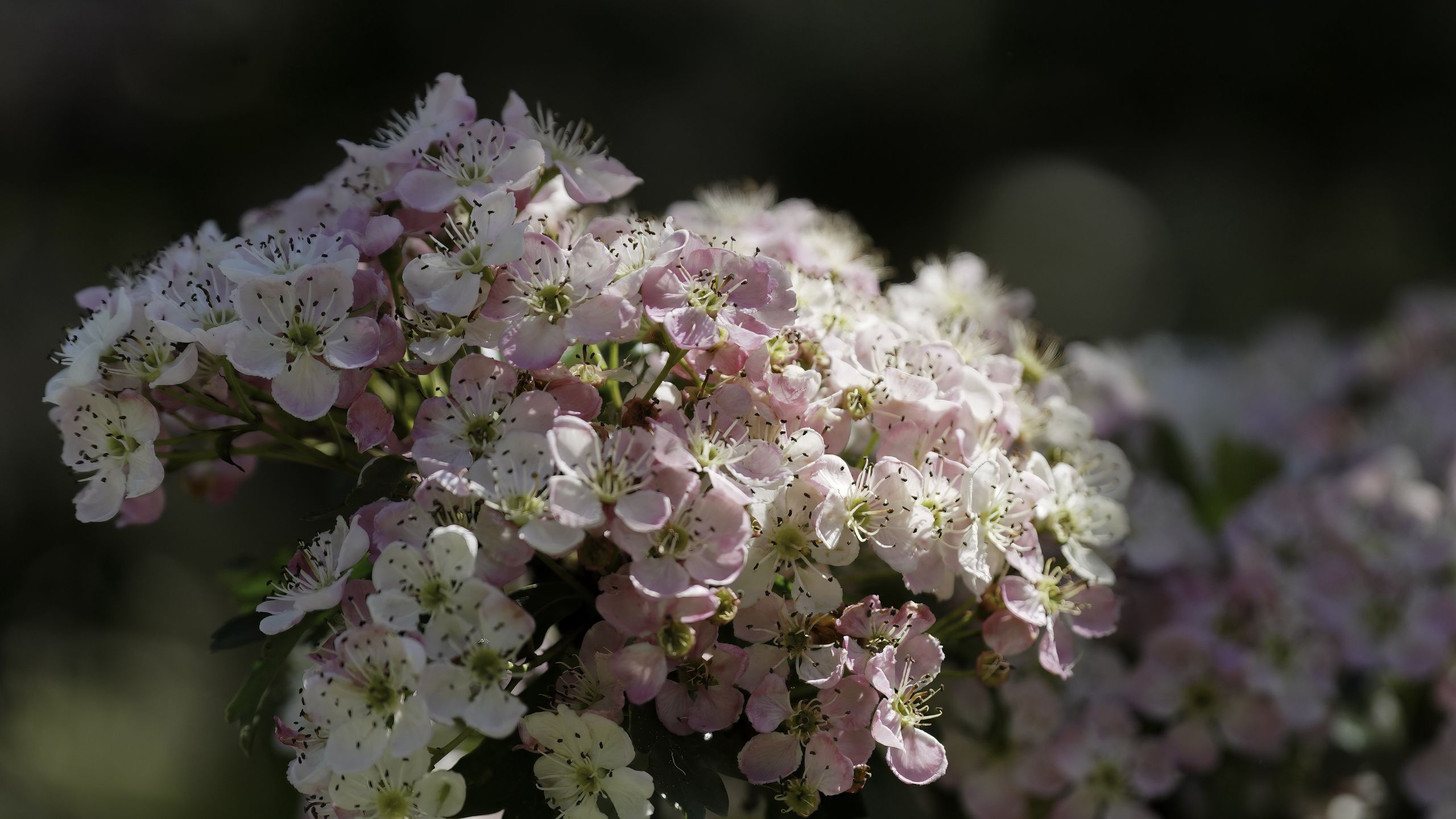 Download wallpaper 2560x1440 hawthorn, flowers, spring, macro ...