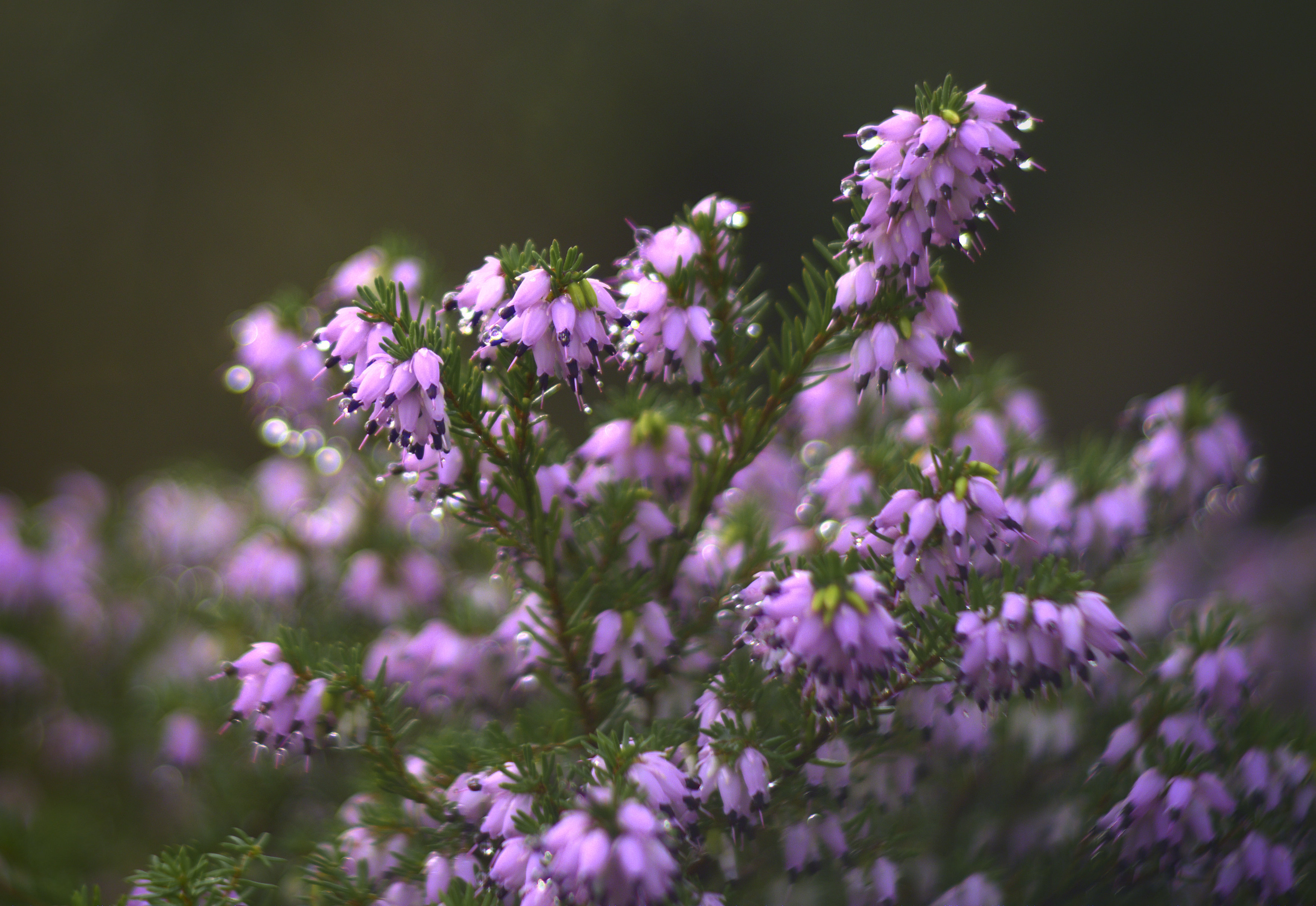 Download wallpaper 3529x2429 heather, flowers, inflorescences, blur ...