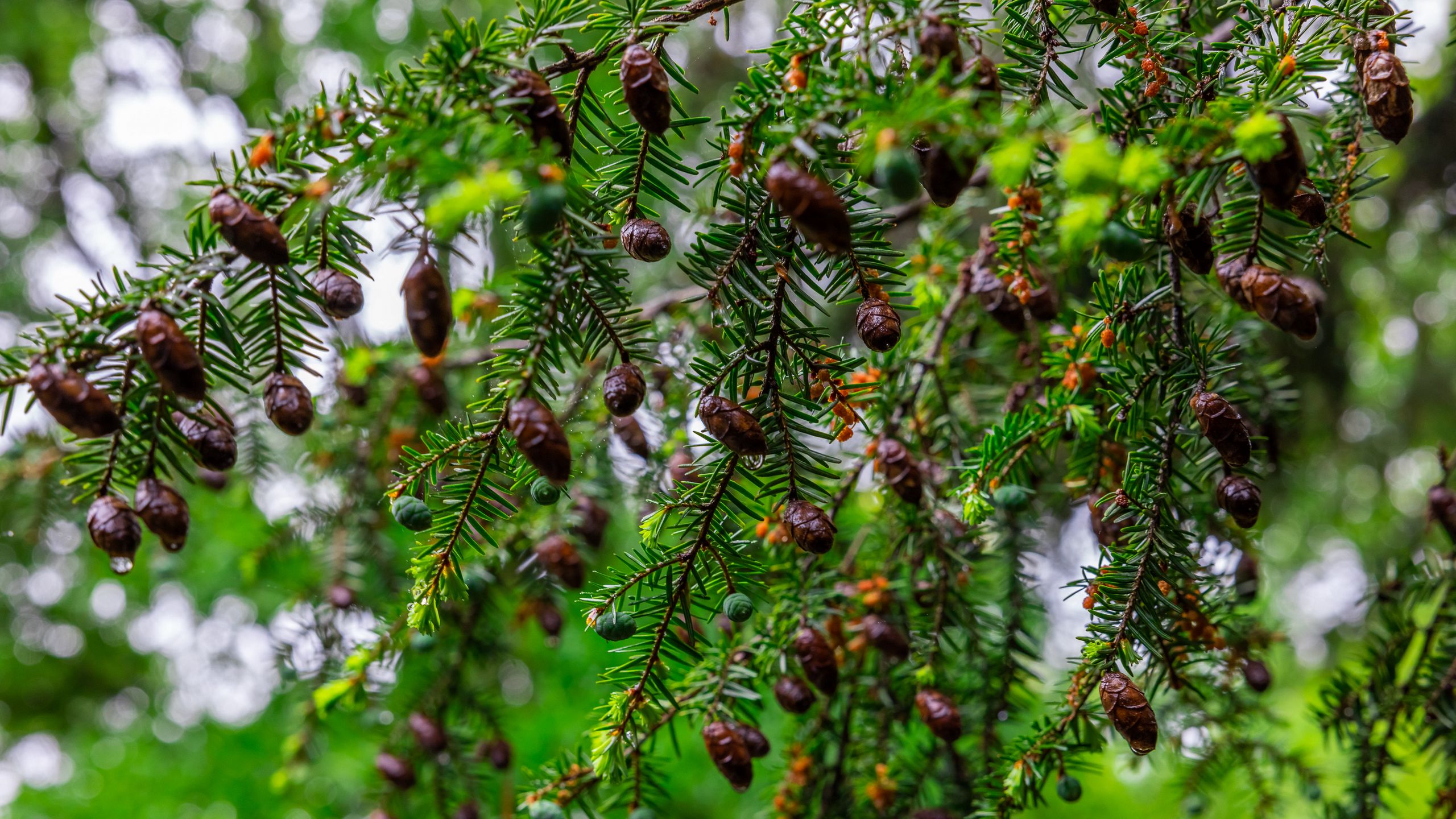 Download wallpaper 2560x1440 hemlock, needles, branches, cones ...