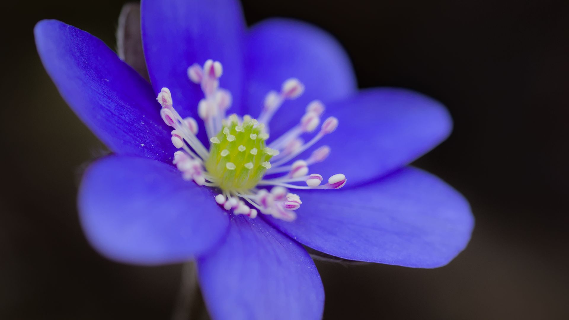 Download wallpaper 1920x1080 hepatica, flower, petals, blue, macro full ...