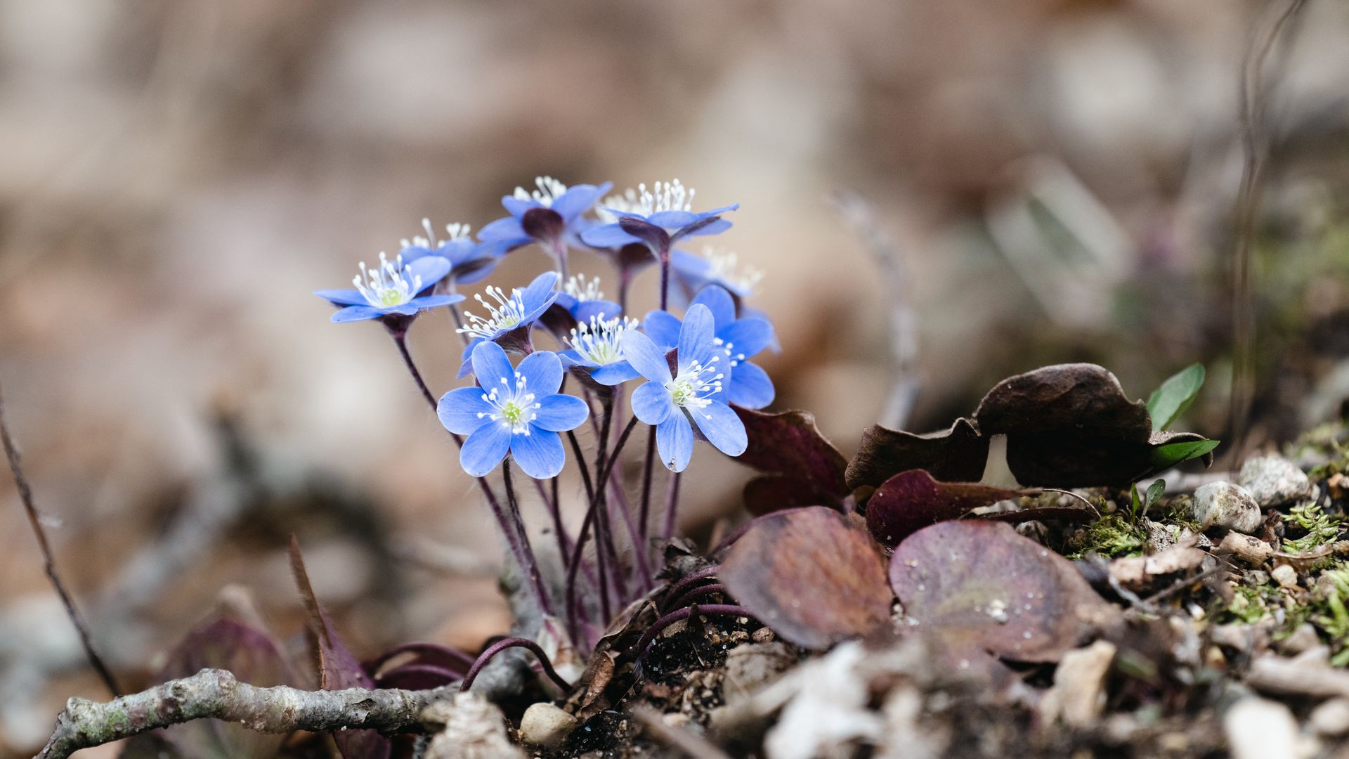 Download wallpaper 1920x1080 hepatica, flowers, petals, macro, blue ...