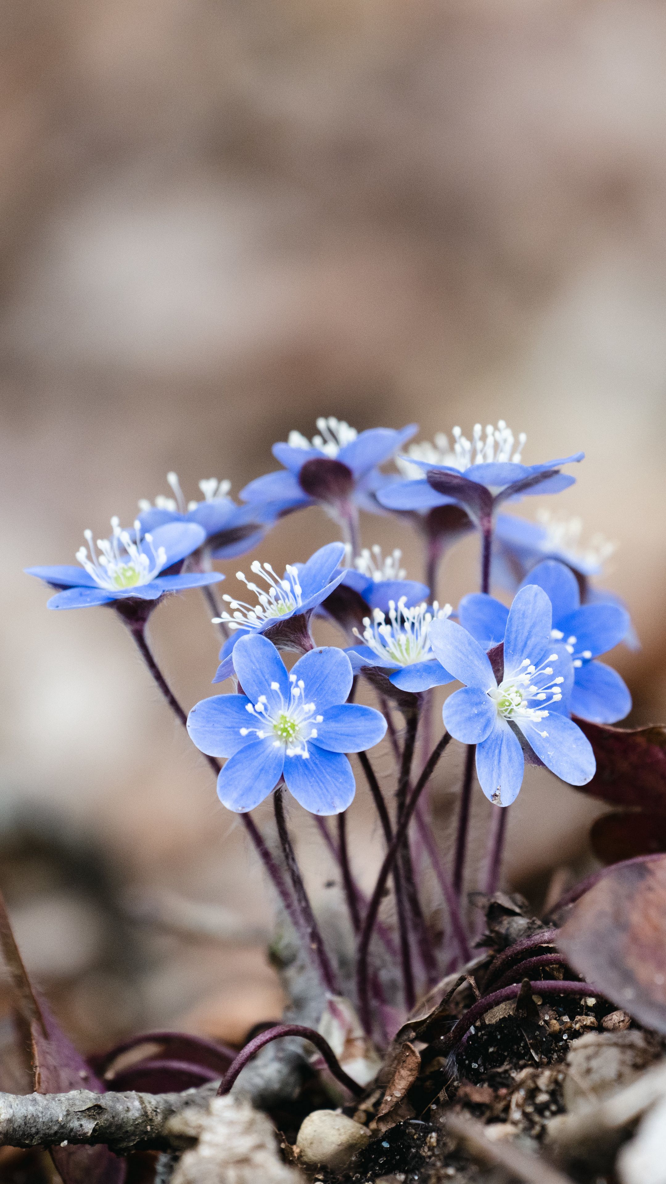 Download wallpaper 2160x3840 hepatica, flowers, petals, macro, blue ...
