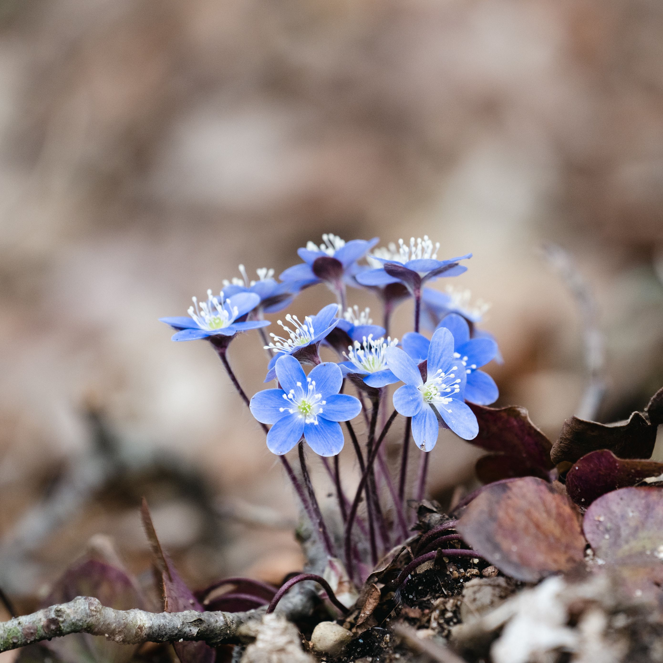 Download wallpaper 2780x2780 hepatica, flowers, petals, macro, blue ...