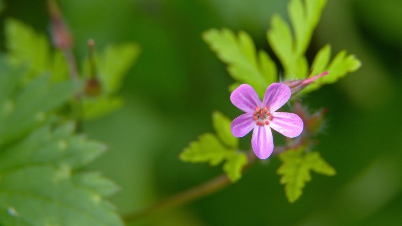 Wallpaper herb-robert, flower, petals, plant hd, picture, image