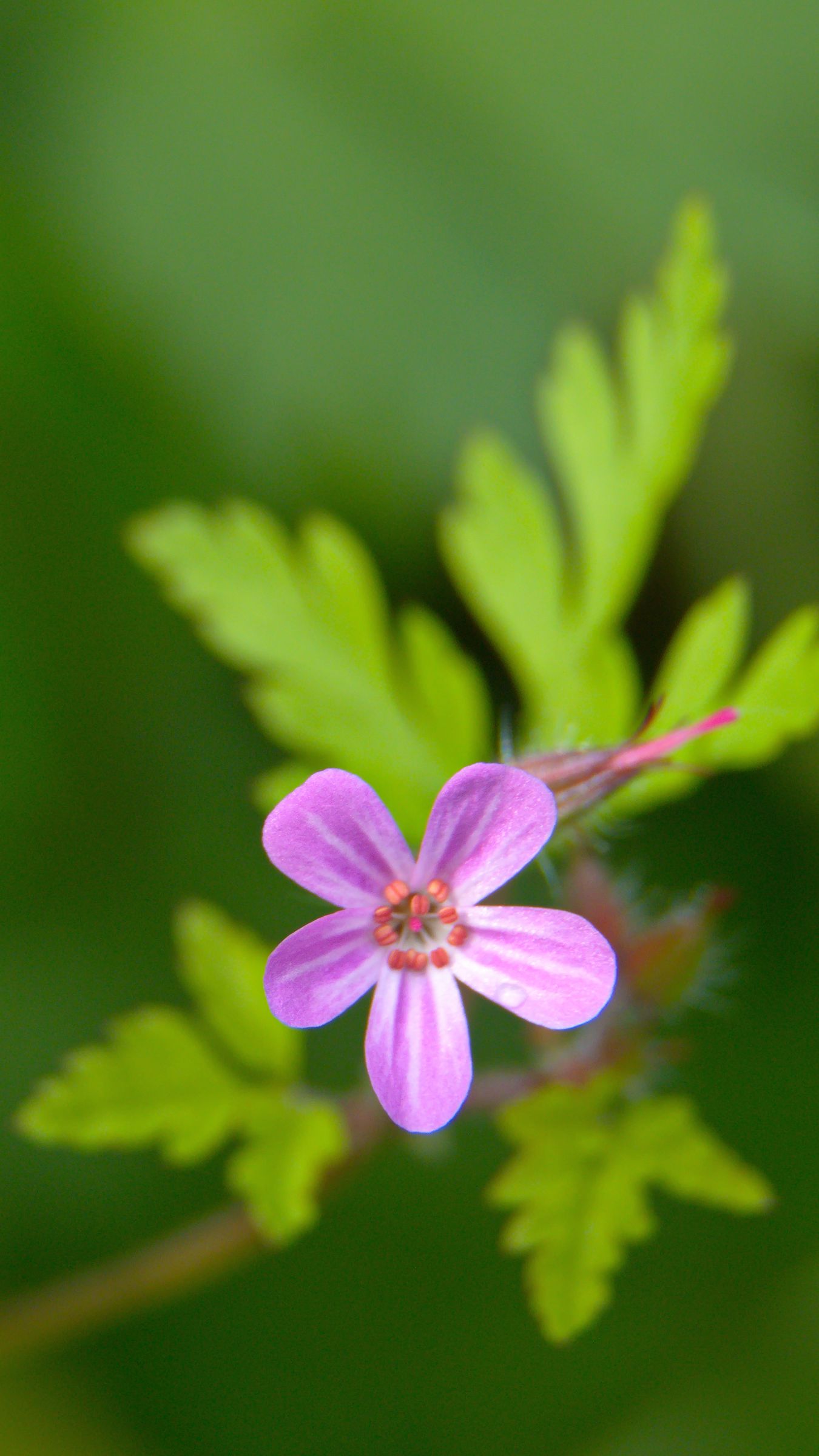 Download wallpaper 1350x2400 herb-robert, flower, petals, plant iphone ...