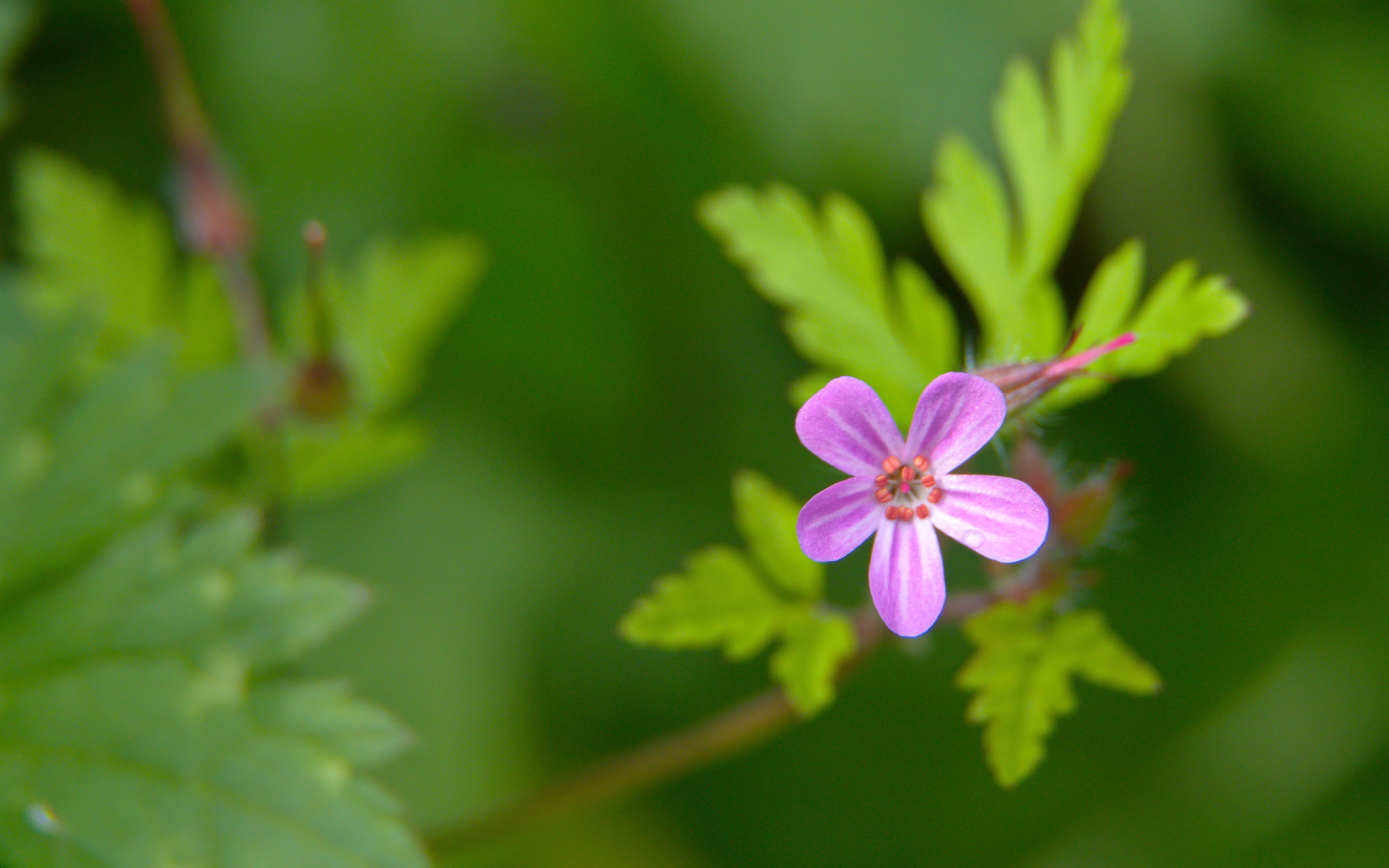 Download wallpaper 3840x2400 herb-robert, flower, petals, plant 4k ultra hd 16:10 hd background