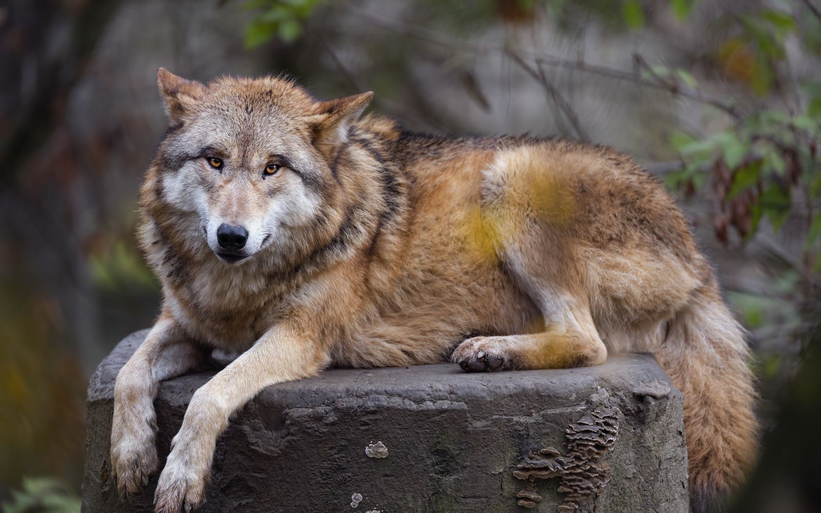 Download wallpaper 1680x1050 himalayan wolf, wolf, predator, animal ...