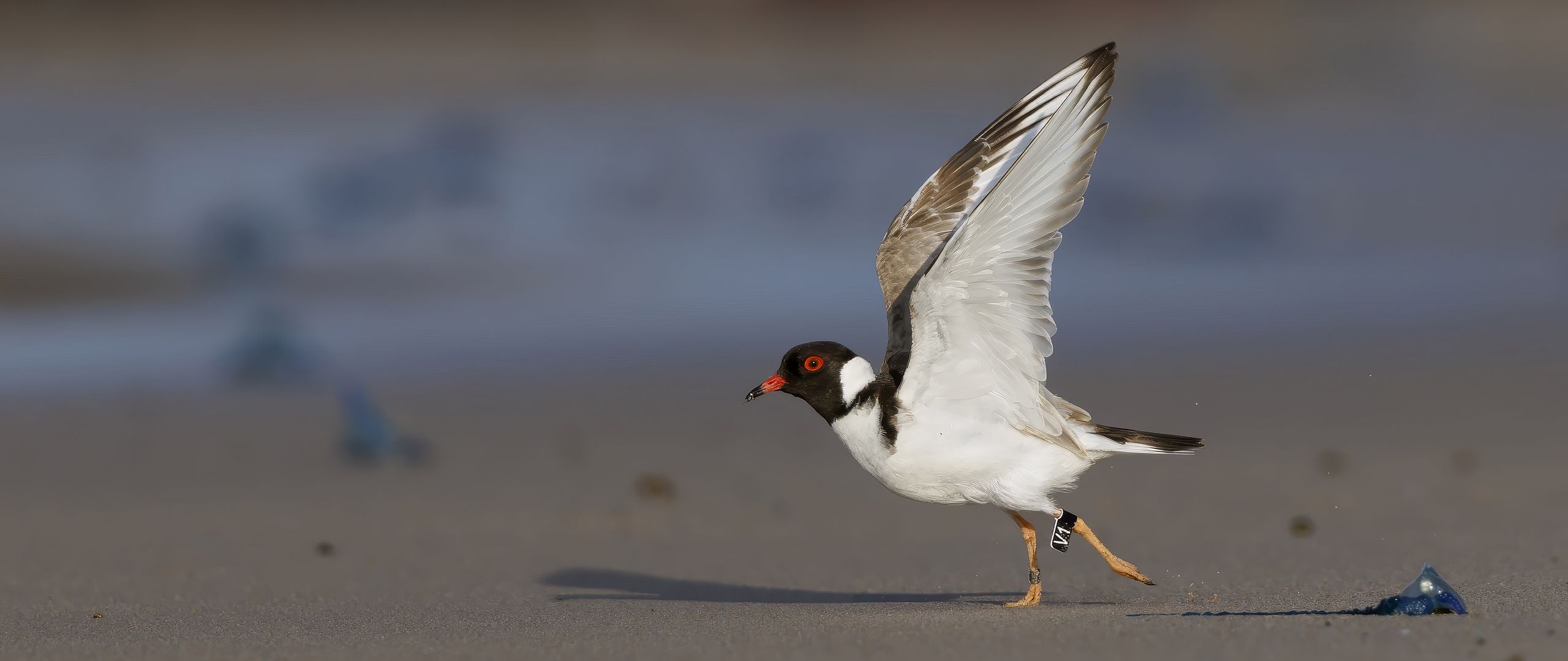 Download wallpaper 2560x1080 hooded plover, bird, wildlife dual wide ...