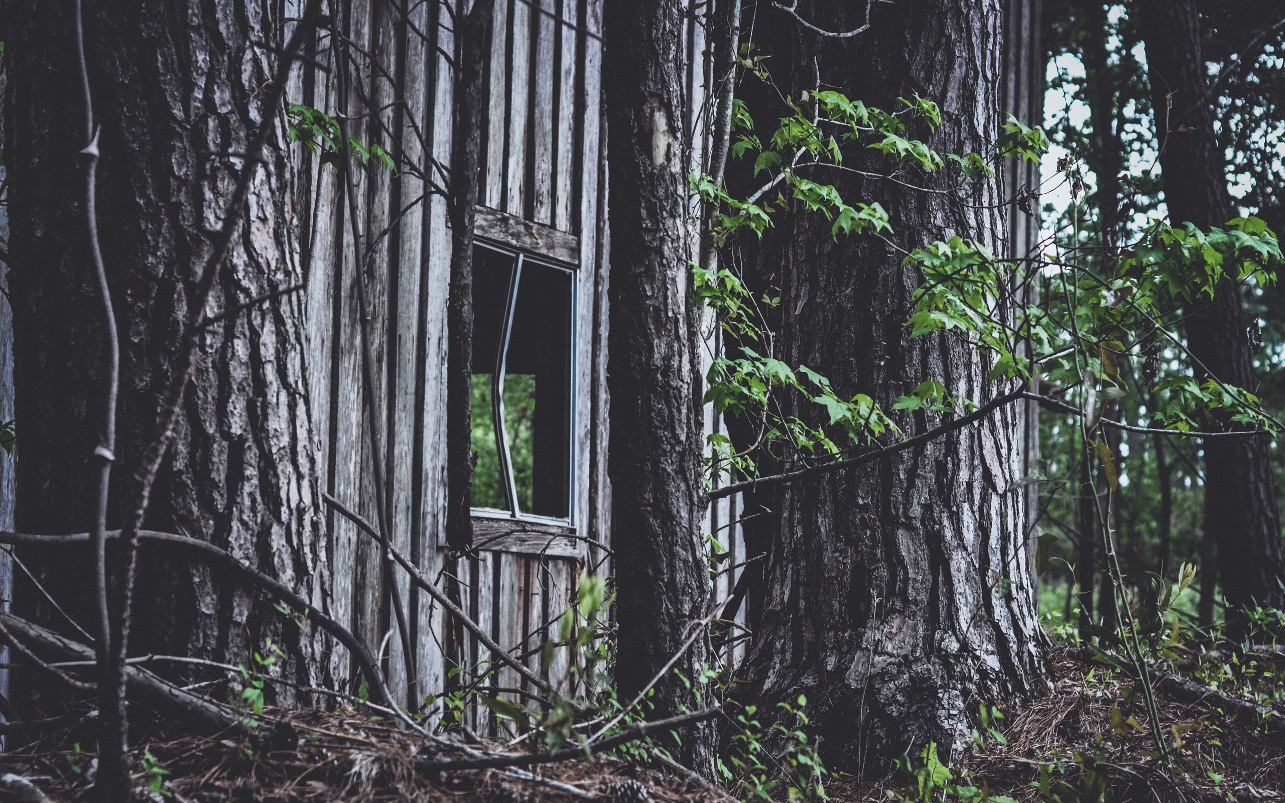 Download wallpaper 2560x1600 house, window, trees widescreen 16:10 hd ...