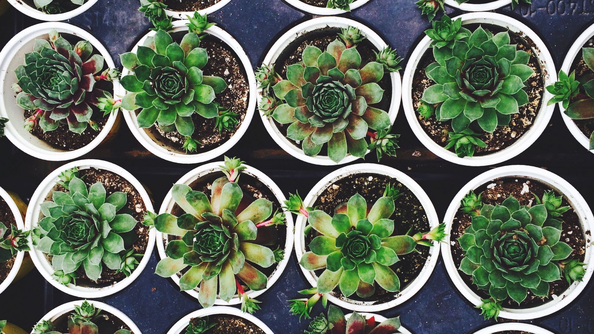 Download wallpaper 1920x1080 houseleek, pots, plant full hd, hdtv, fhd ...