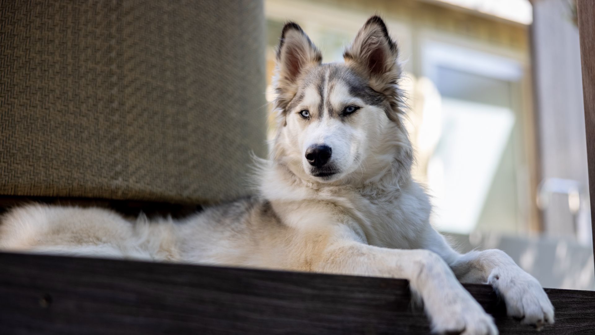 Download wallpaper 1920x1080 husky, dog, pet, glance full hd, hdtv, fhd ...