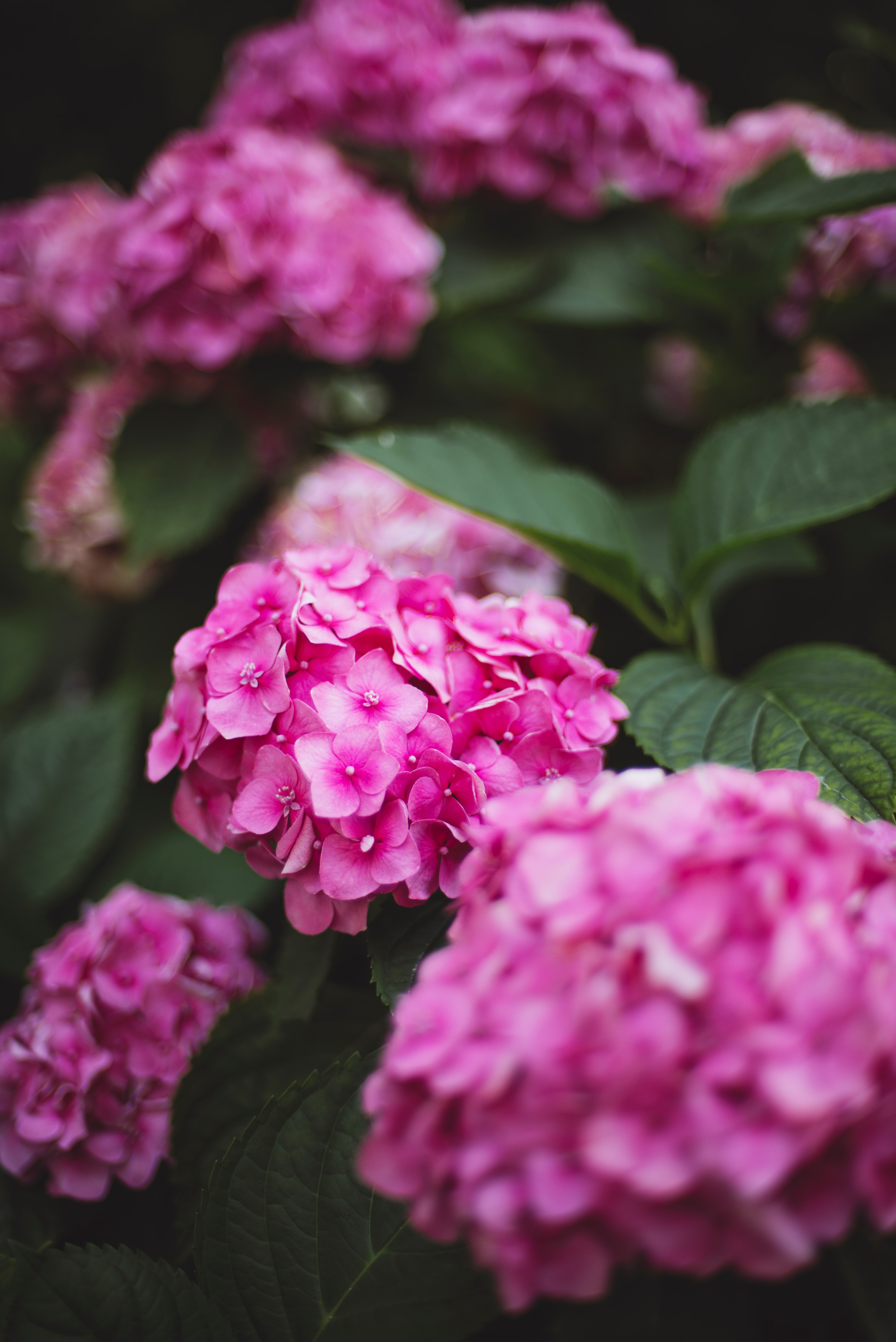 Download wallpaper 4016x6016 hydrangea, flowers, bloom, pink hd background