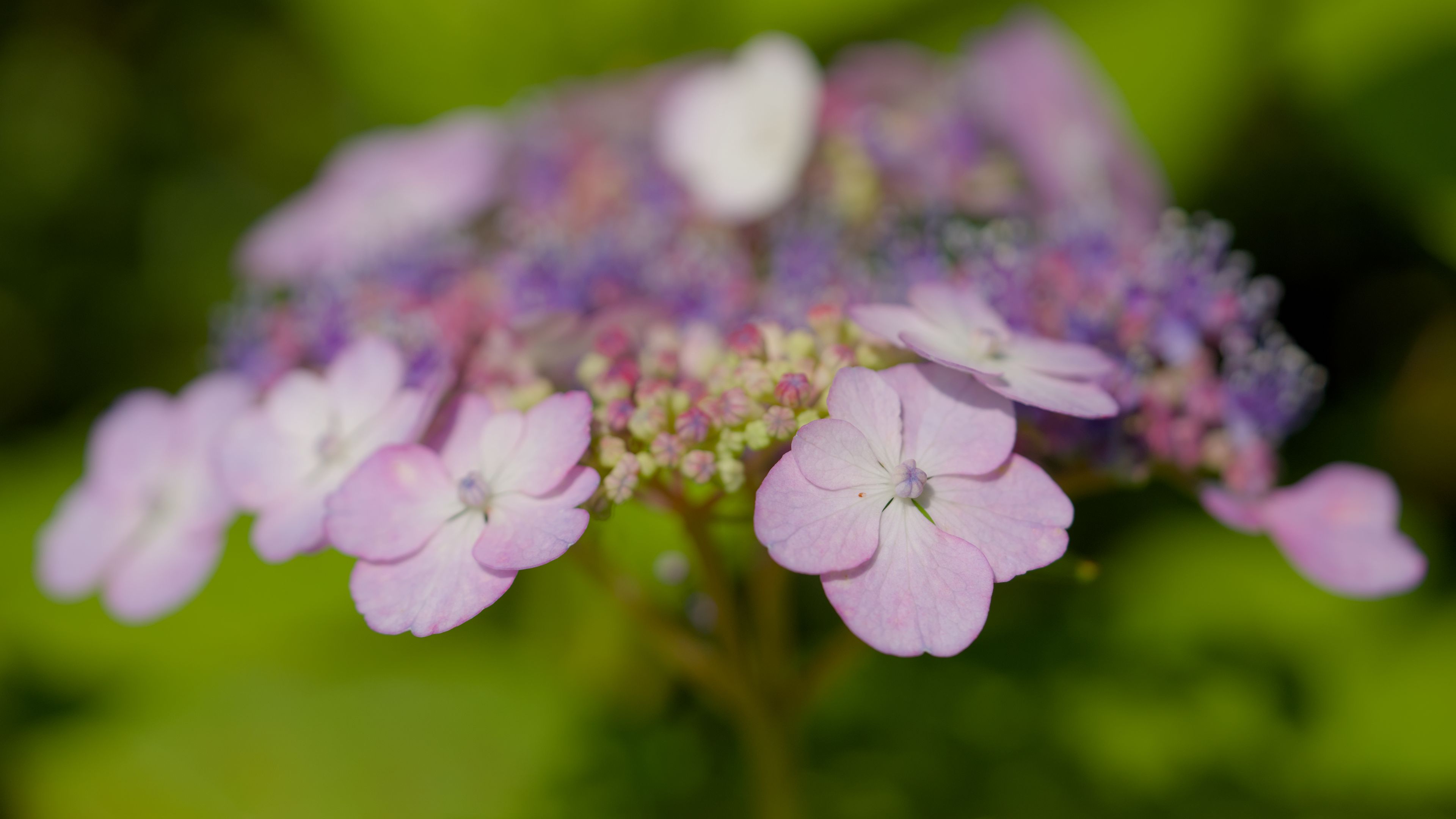 Download wallpaper 3840x2160 hydrangeas, flowers, petals ...