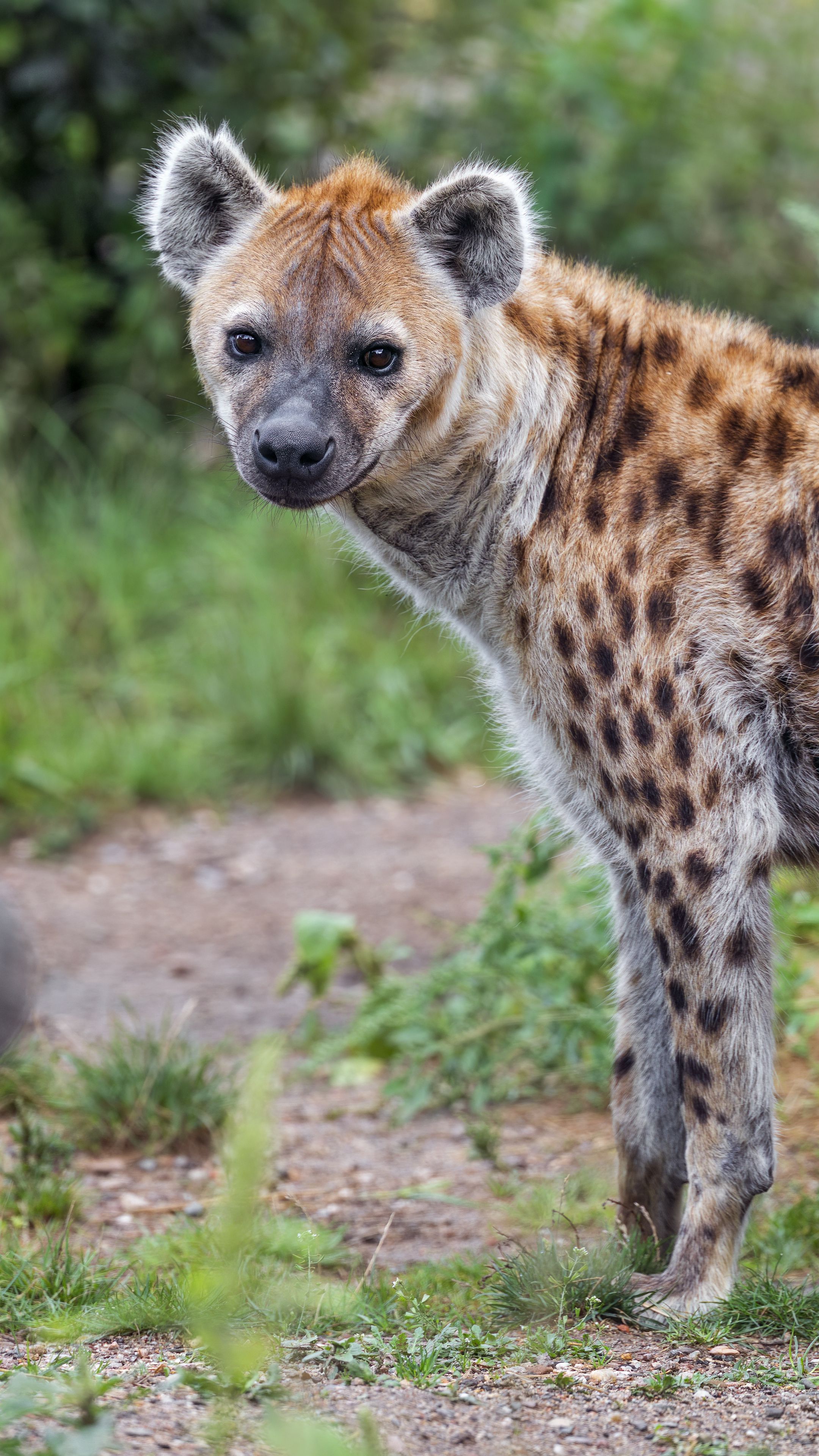 Download wallpaper 2160x3840 hyena, predator, wild animal, wild samsung ...