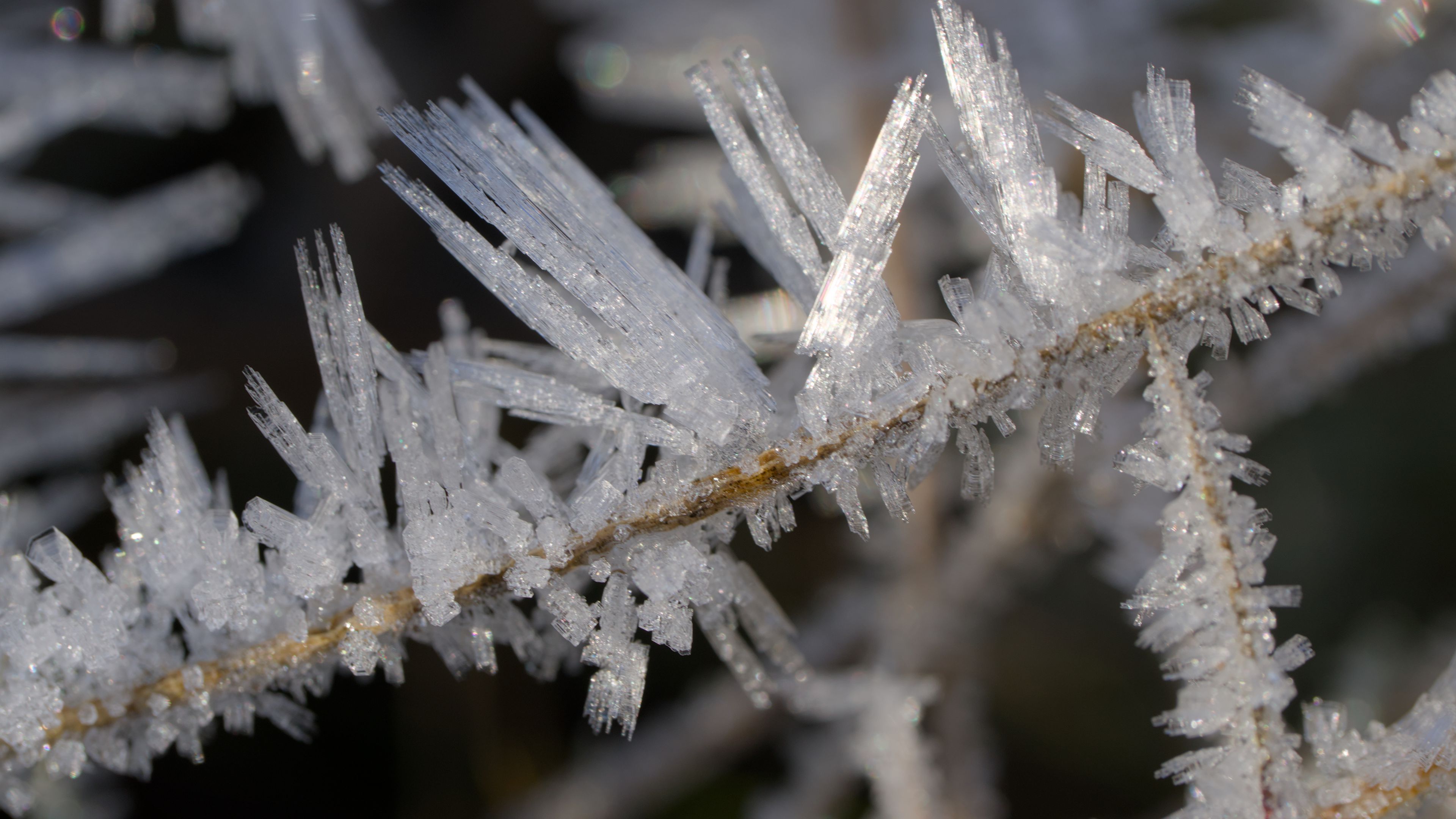Download wallpaper 3840x2160 ice, crystals, branches, macro, winter 4k ...
