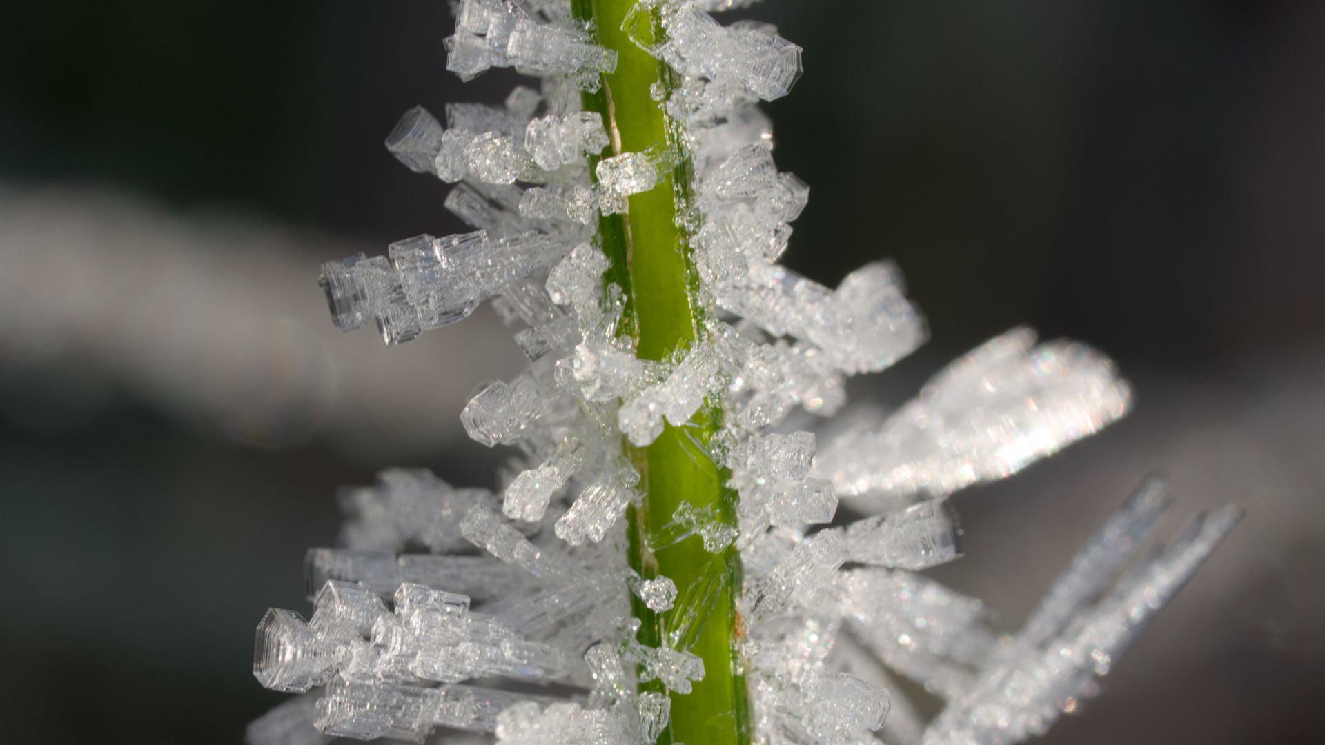 Download wallpaper 1920x1080 ice, crystals, grass, stem, macro full hd ...