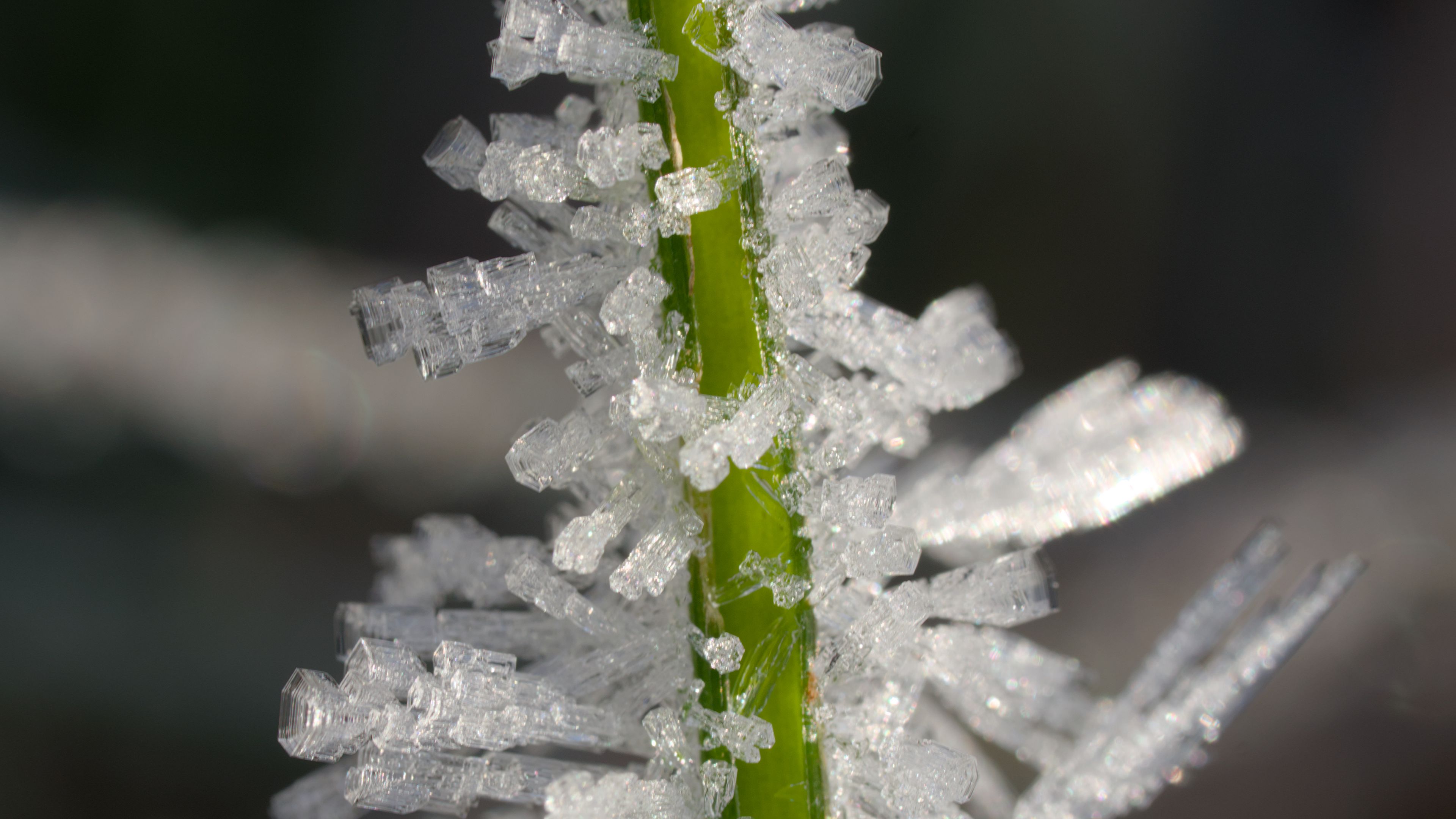 Download wallpaper 3840x2160 ice, crystals, grass, stem, macro 4k uhd ...