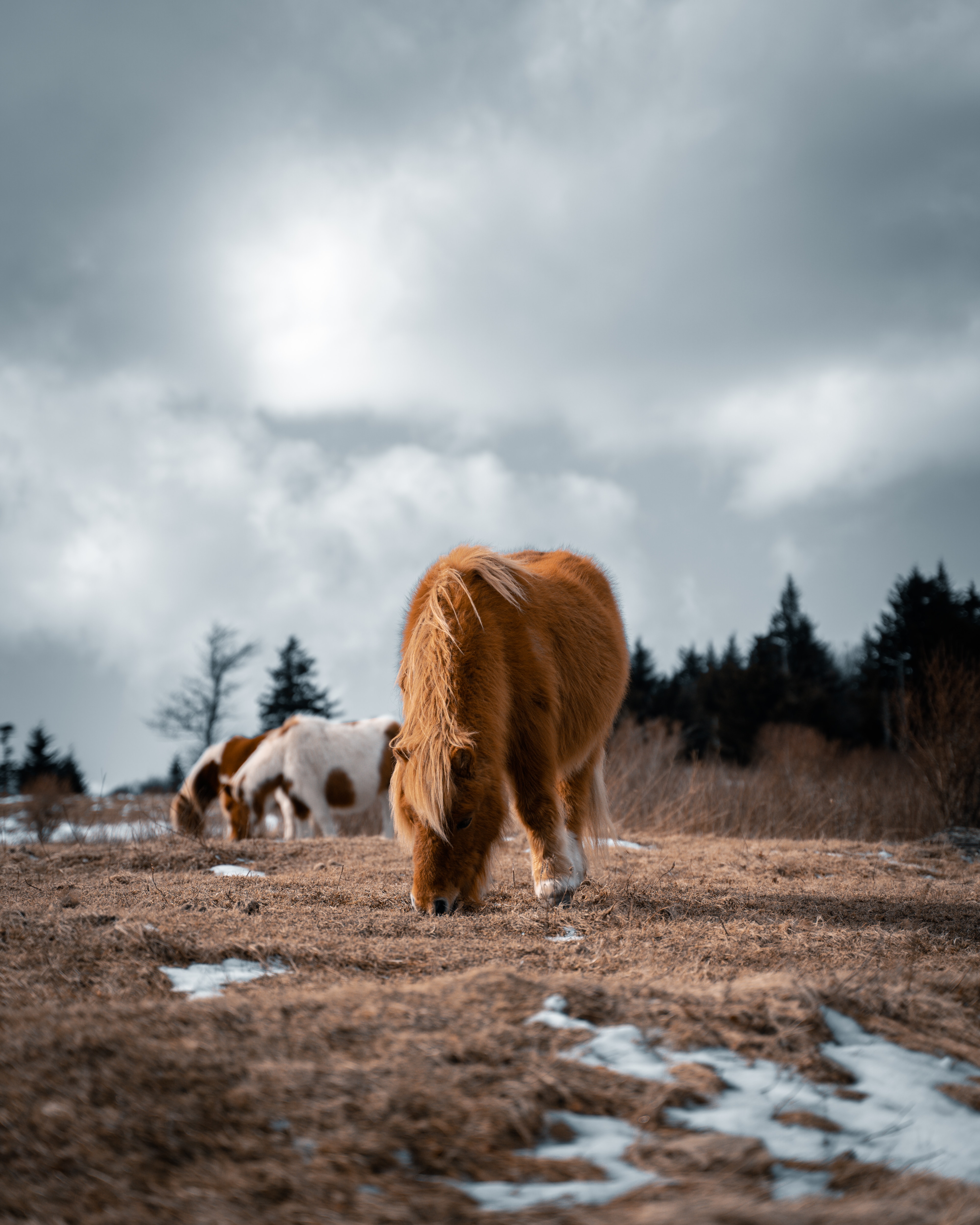 Download wallpaper 4000x5000 icelandic horse, horse, pony, fluffy ...