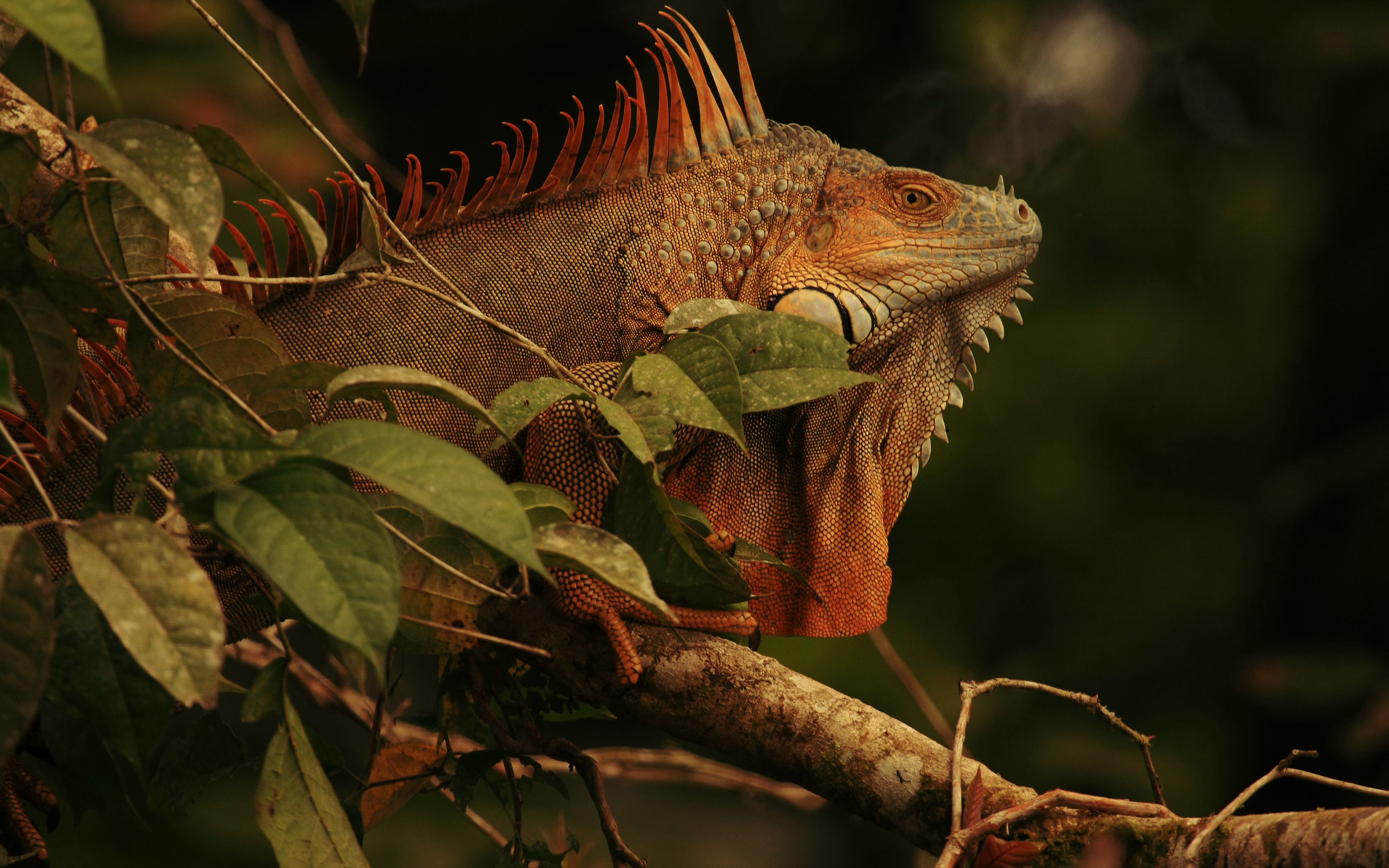 Download wallpaper 3840x2400 iguana, lizard, reptile, branch, brown 4k ...