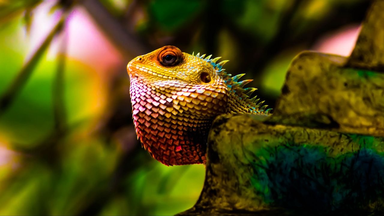 Wallpaper iguana, reptile, scales, color hd, picture, image
