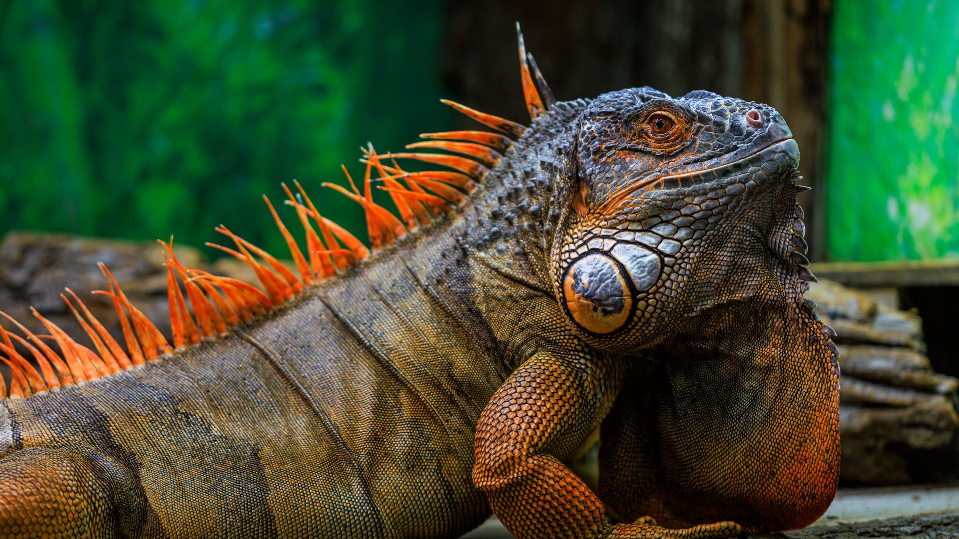 Download wallpaper 1920x1080 iguana, scales, spikes, reptile full hd ...