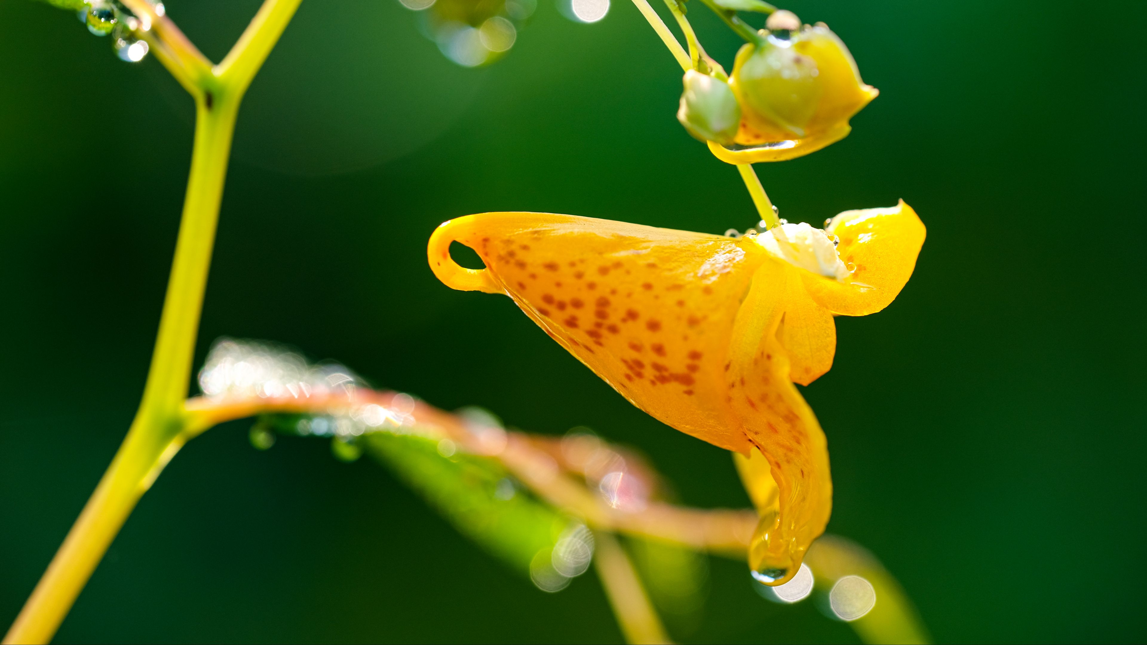 Download wallpaper 3840x2160 impatiens capensis, flower, drops, macro ...