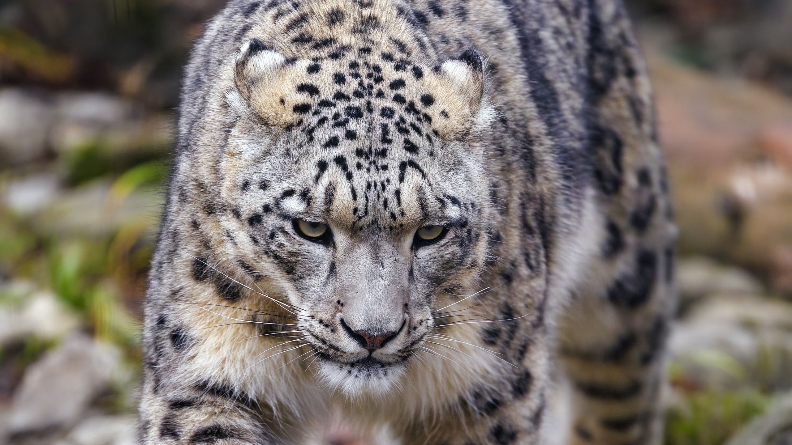 Download wallpaper 2560x1440 irbis, predator, animal, big cat ...